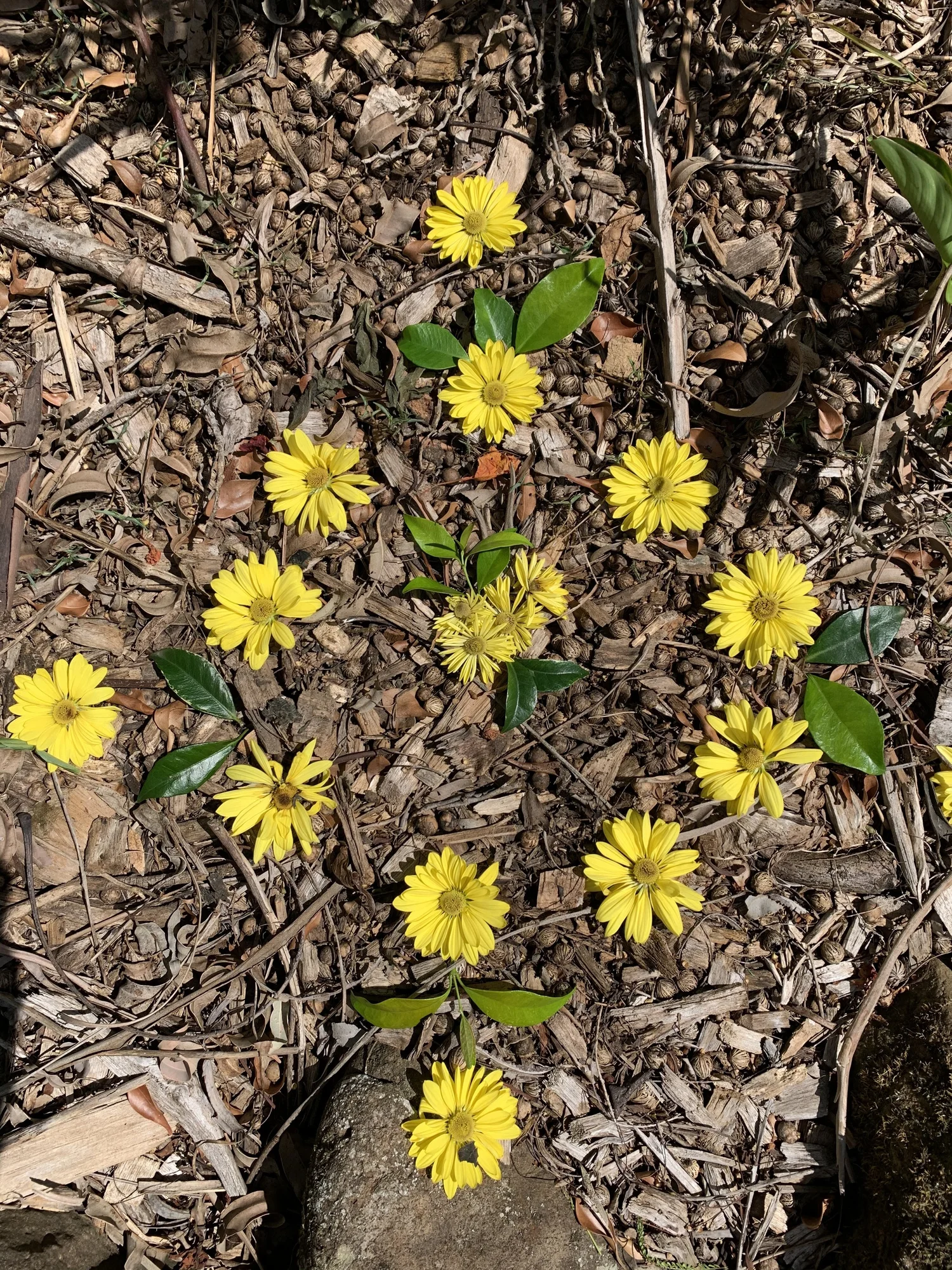 My early beginnings with Earth Altars — EARTH ALTERING