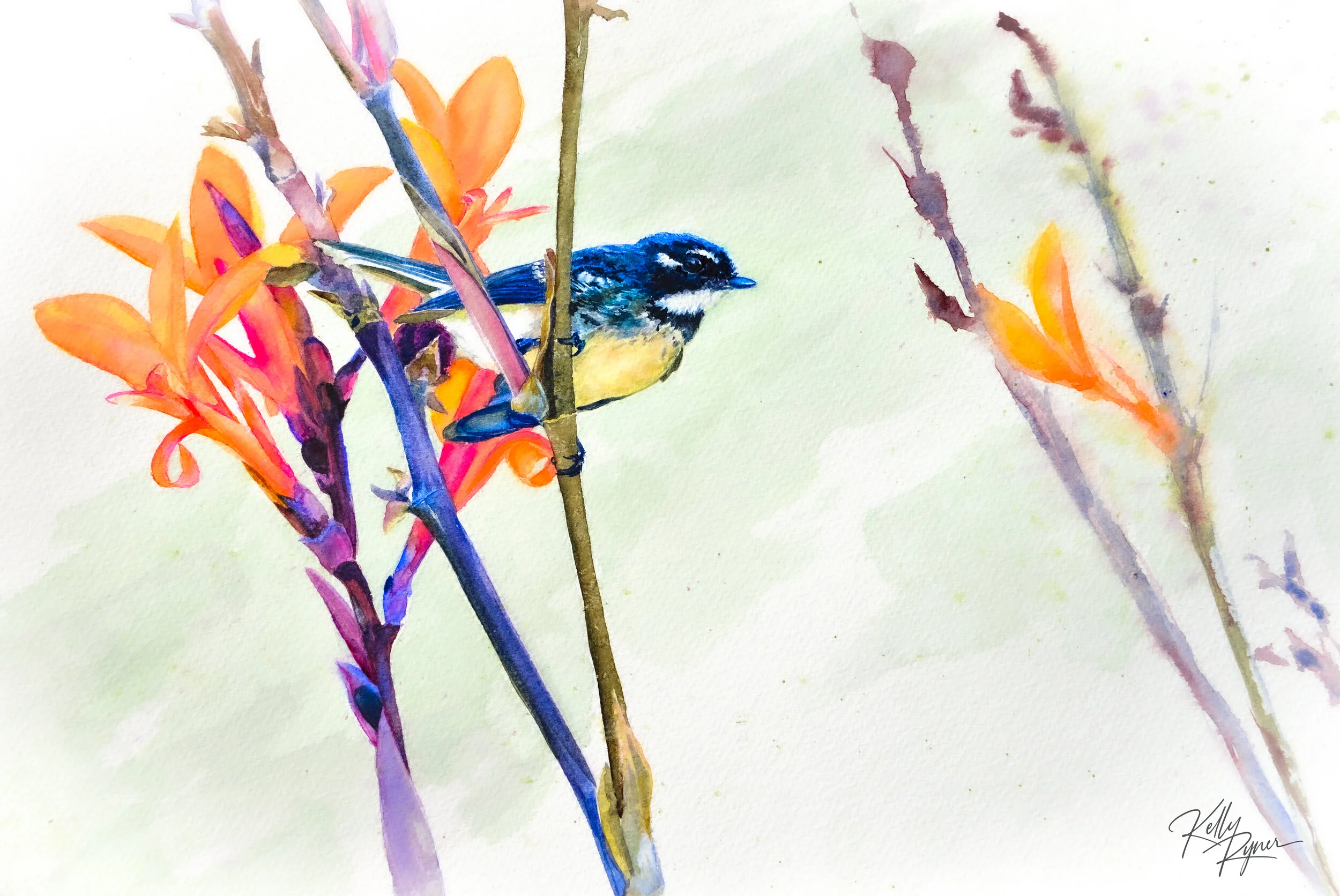Wildlife Watercolour Artist - Kelly Ryner