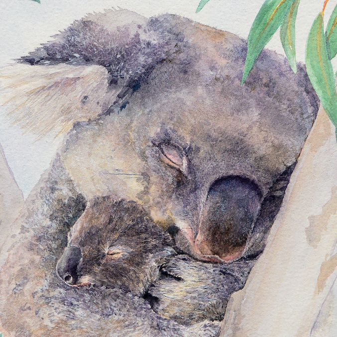 Wildlife Watercolour Artist - Kelly Ryner
