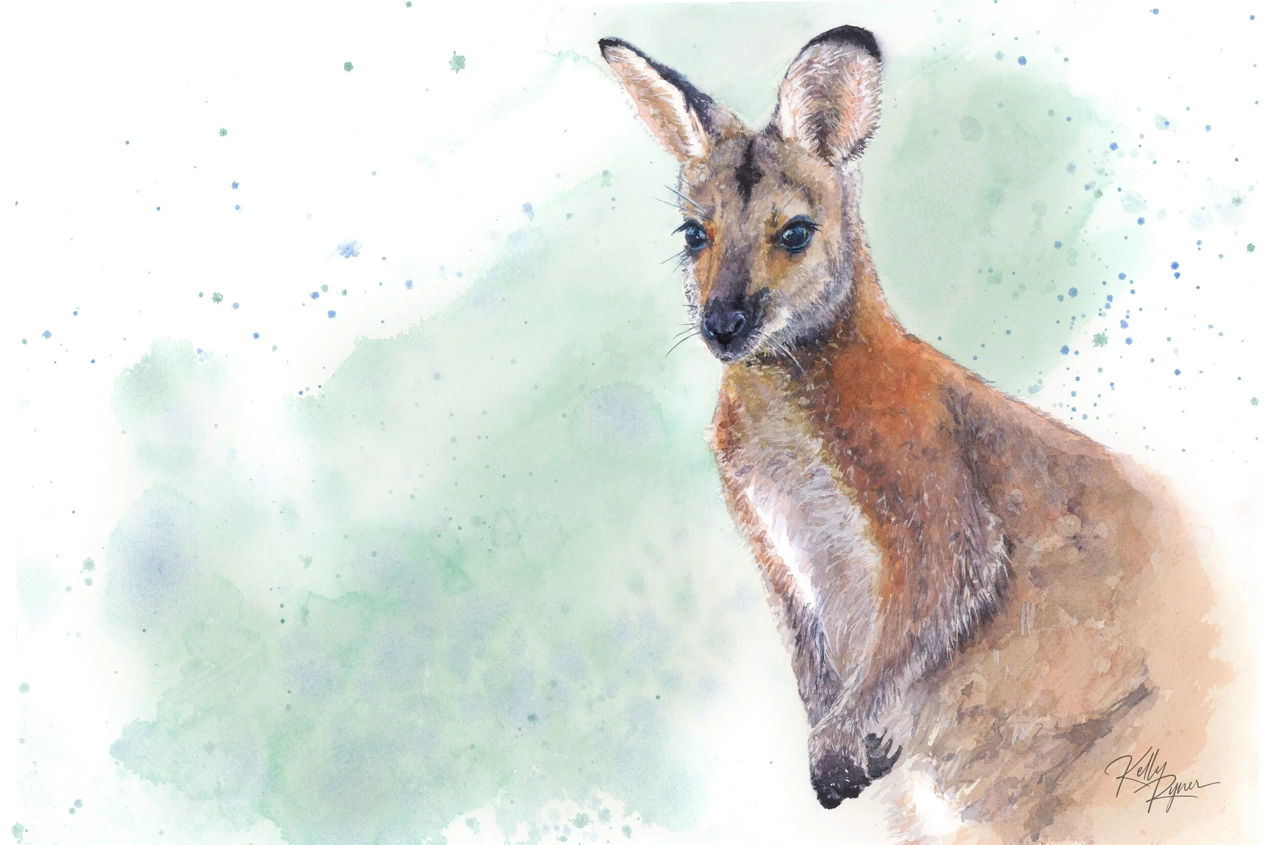 Australian Watercolour Animal Paintings | Kelly Ryner — Kelly Ryner ...