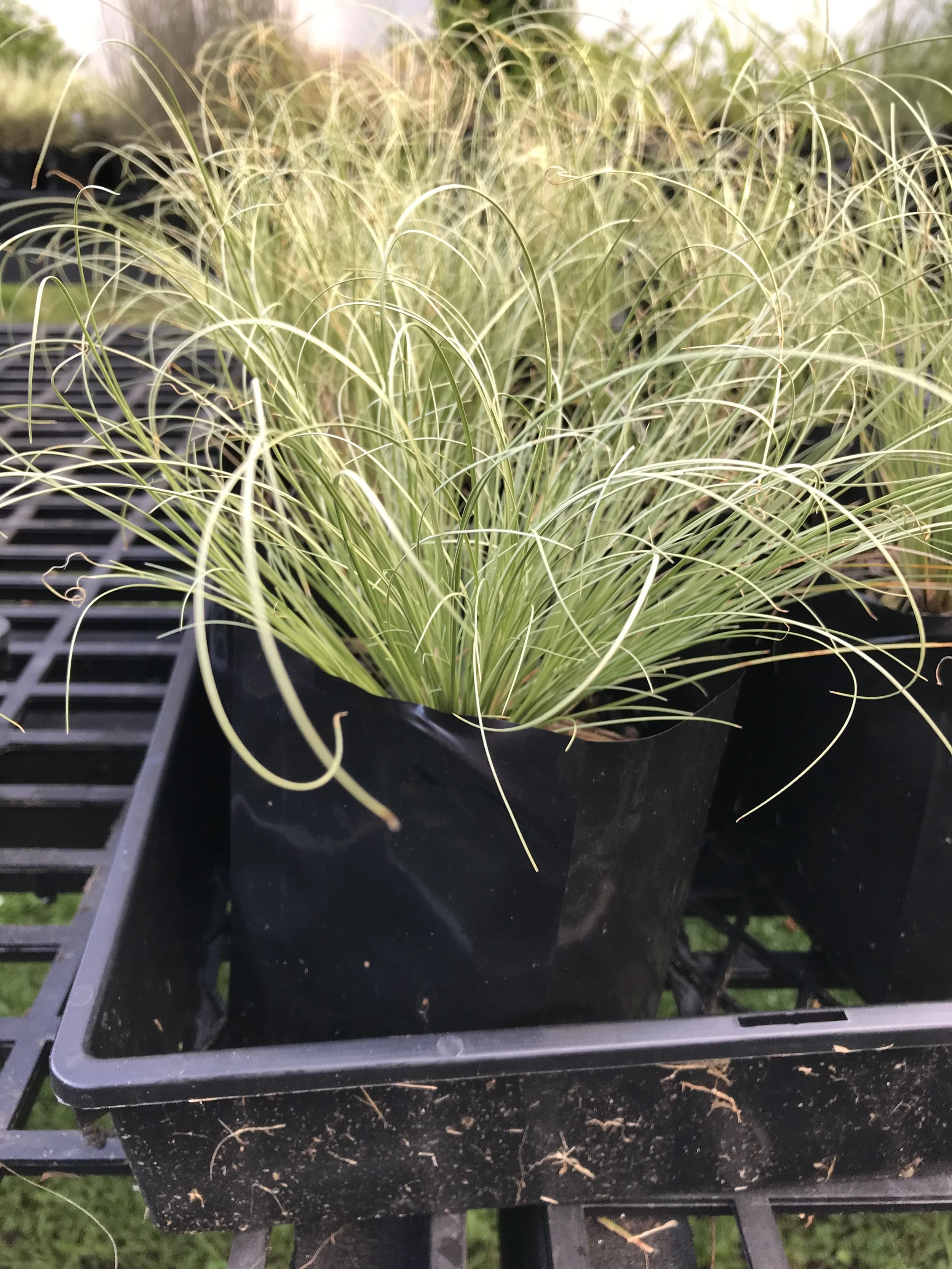 Carex Comans Green — FabFlora