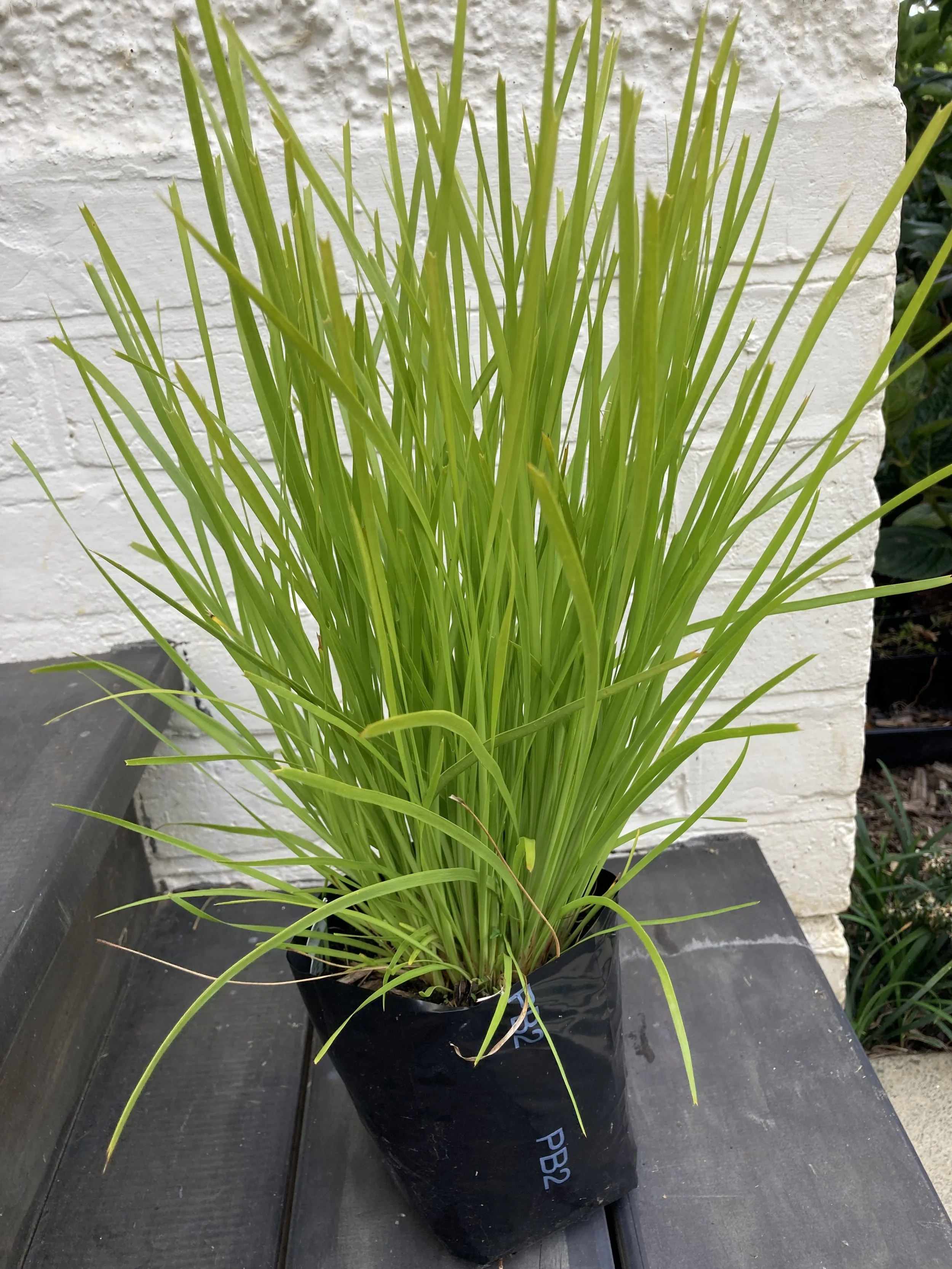 Lomandra 'lime tuff' — FabFlora