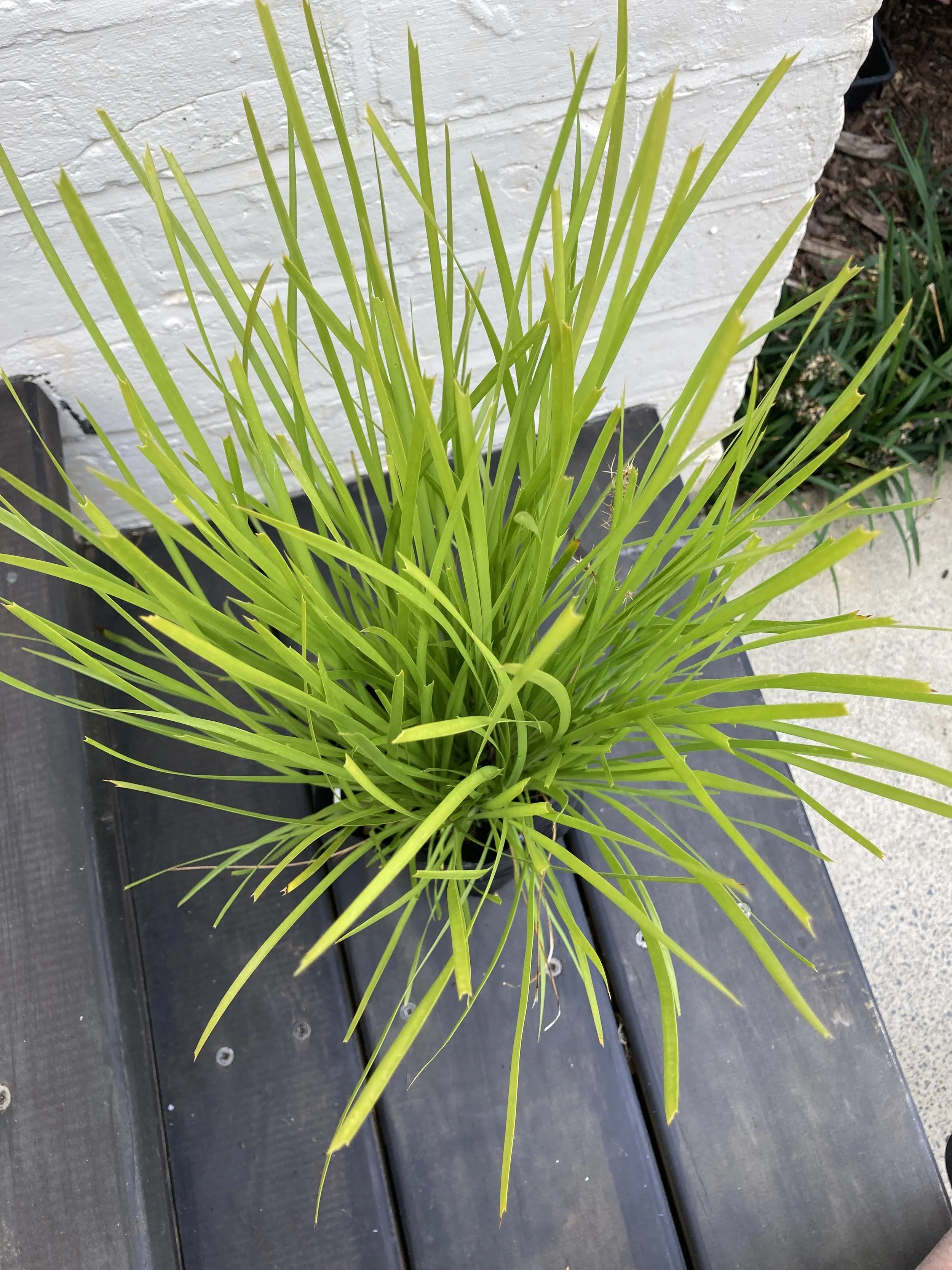 Lomandra 'lime tuff' — FabFlora