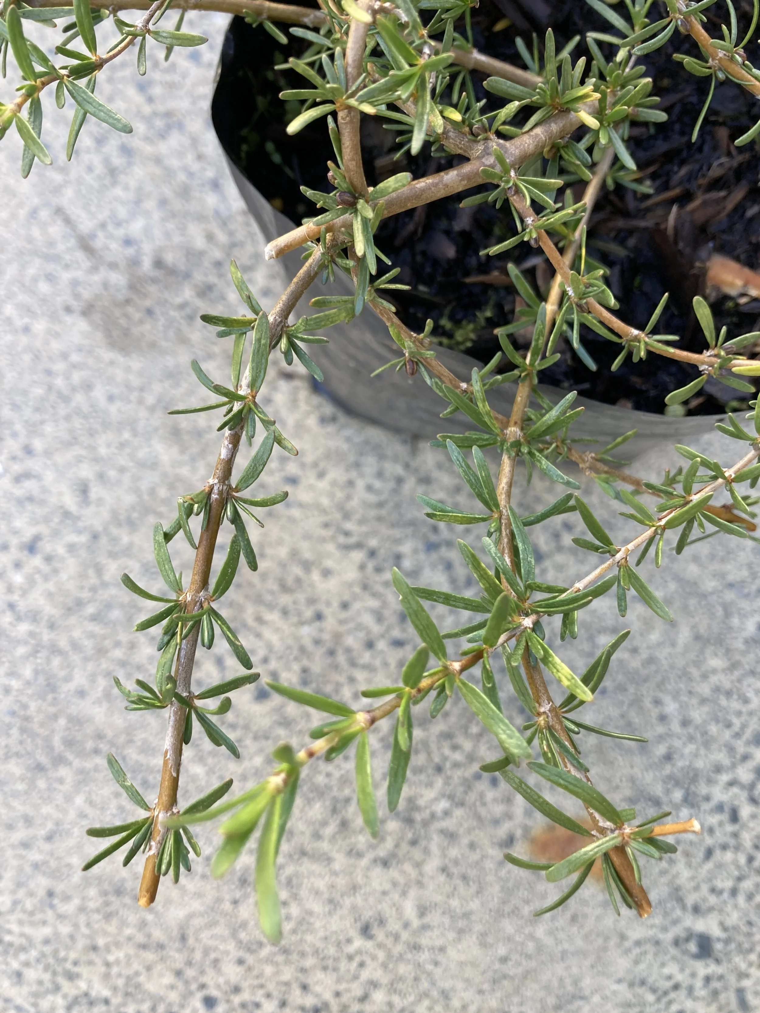 coprosma hawera — FabFlora