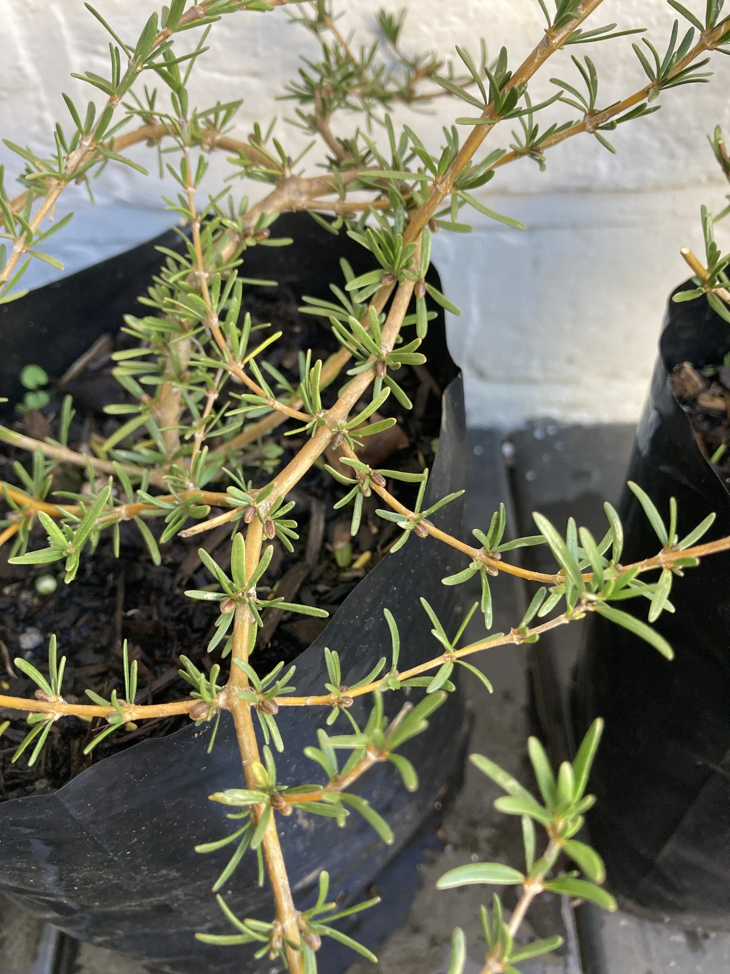 coprosma hawera — FabFlora