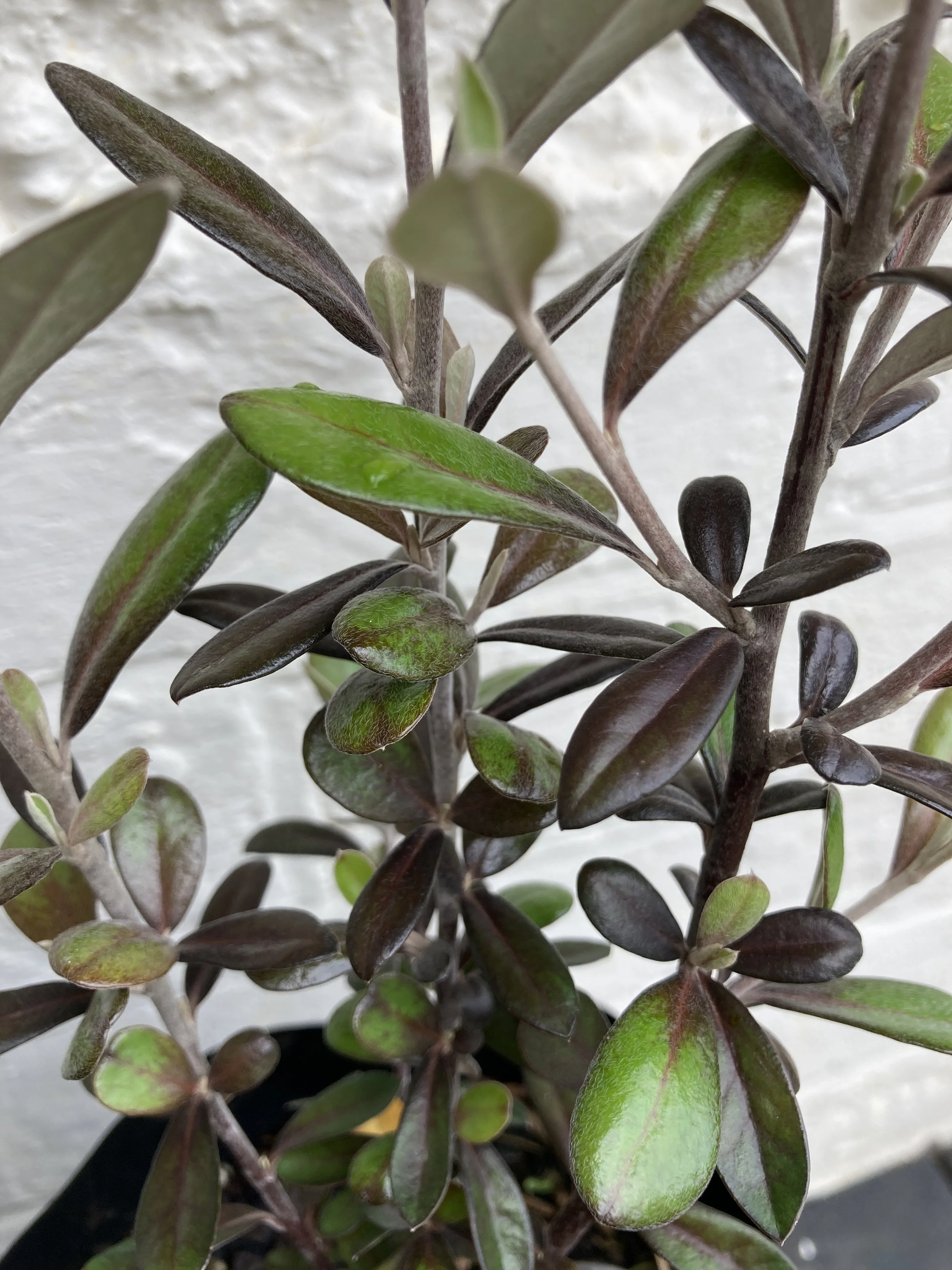 corokia frosted chocolate — FabFlora
