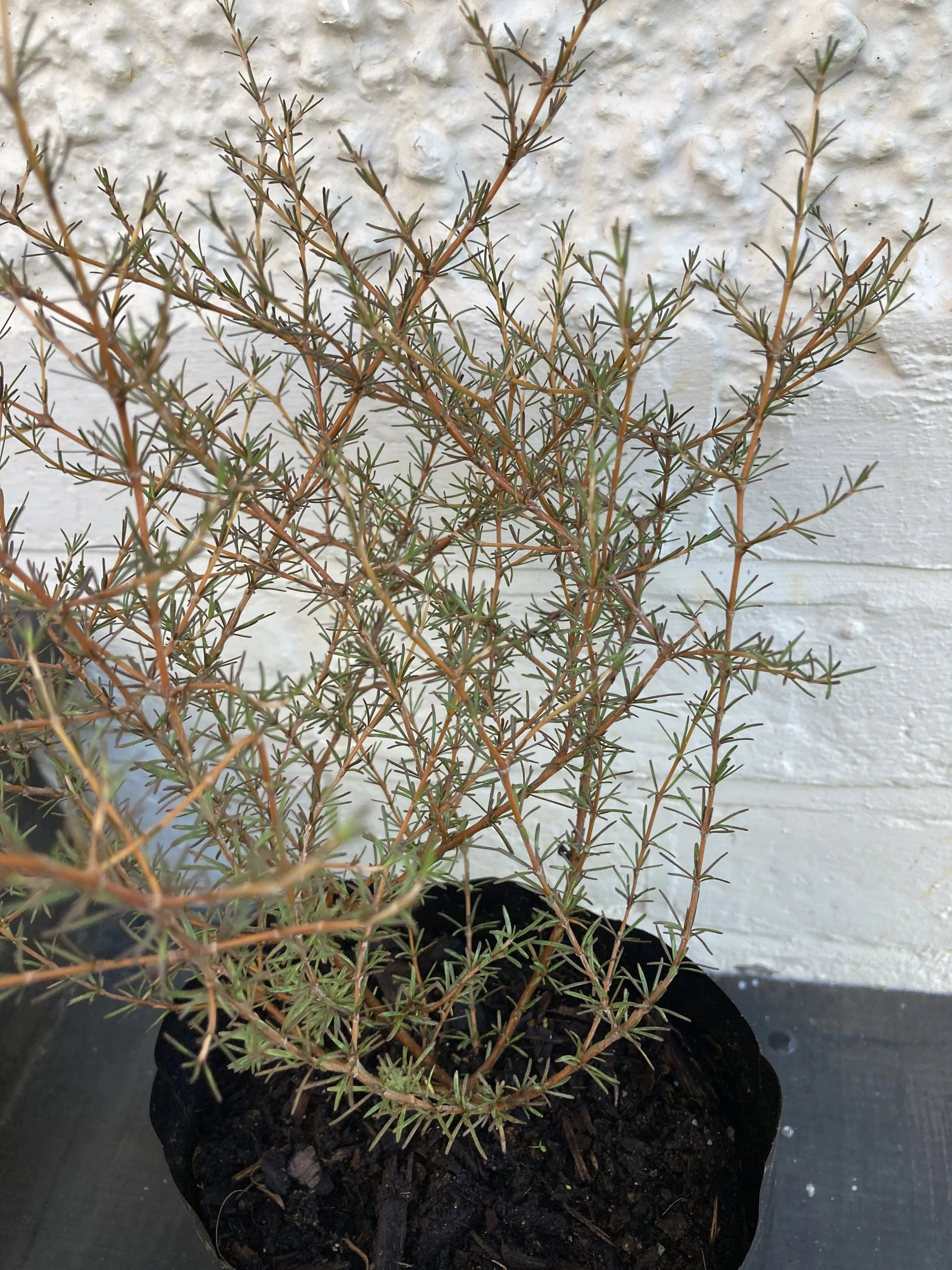 coprosma red rocks — FabFlora
