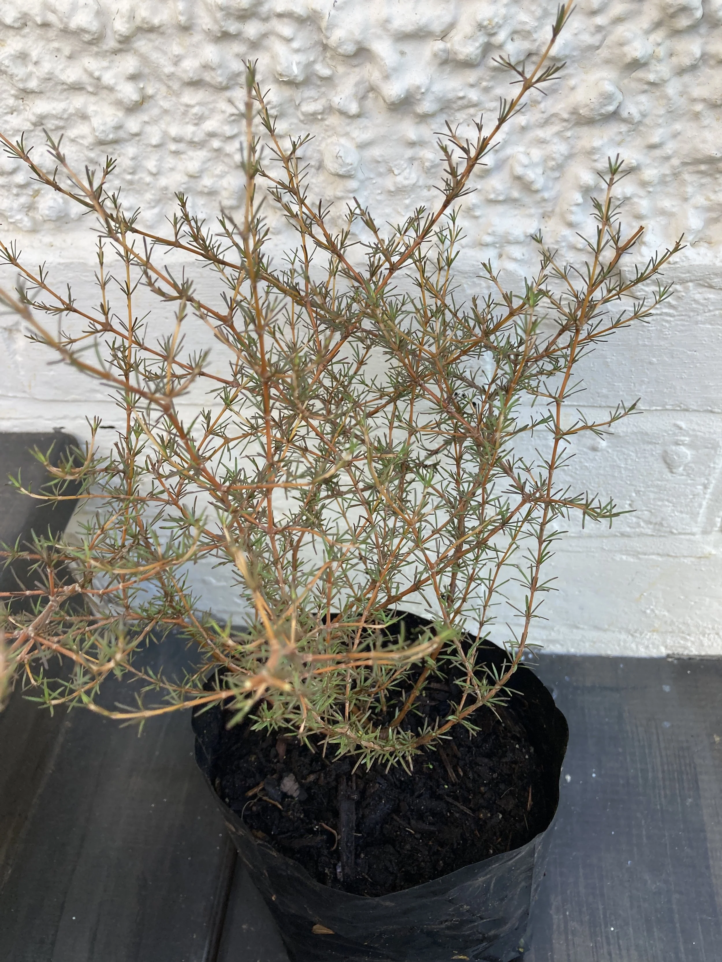 Store 2 — FabFlora