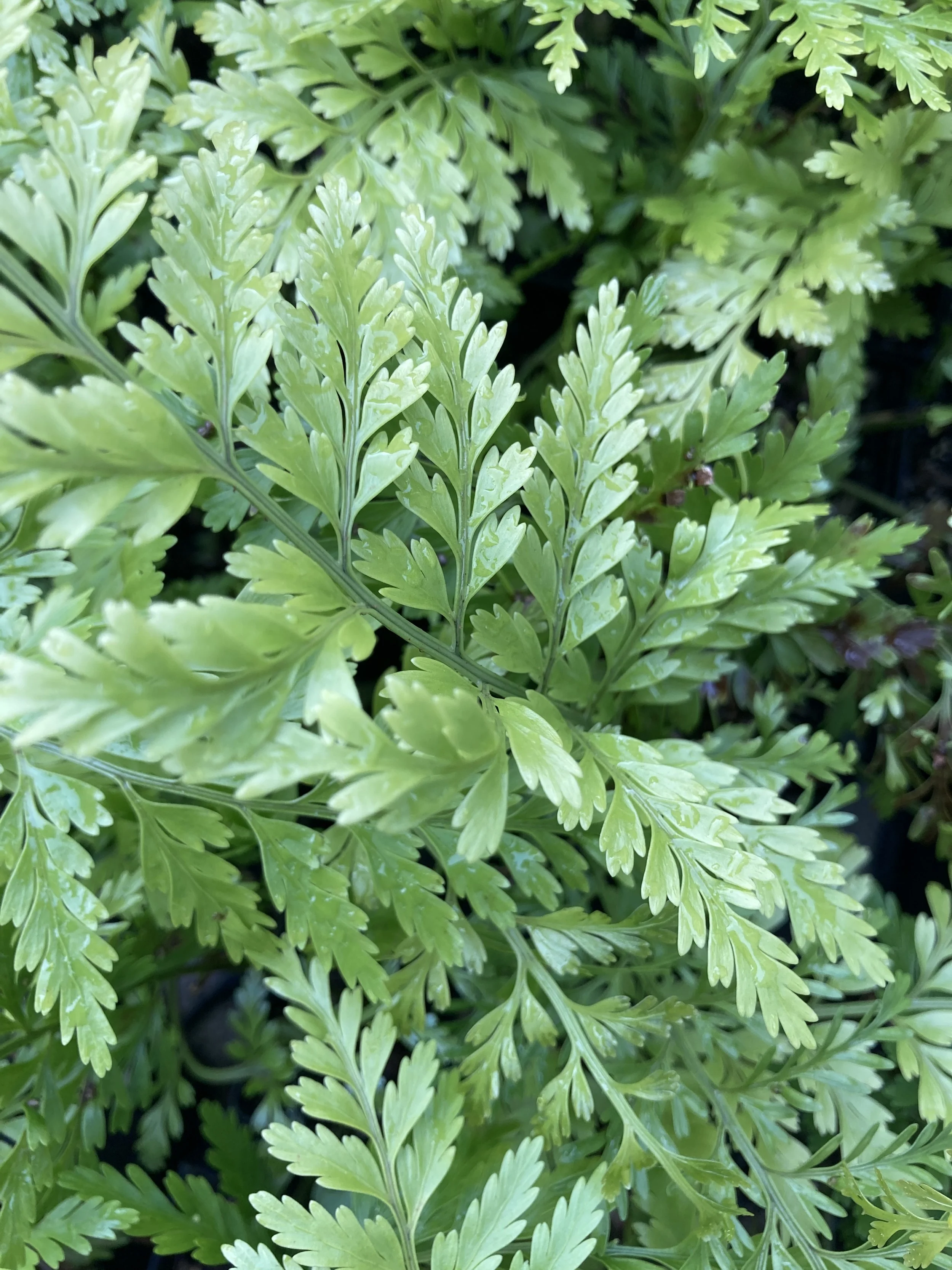 hen and chicken fern — FabFlora
