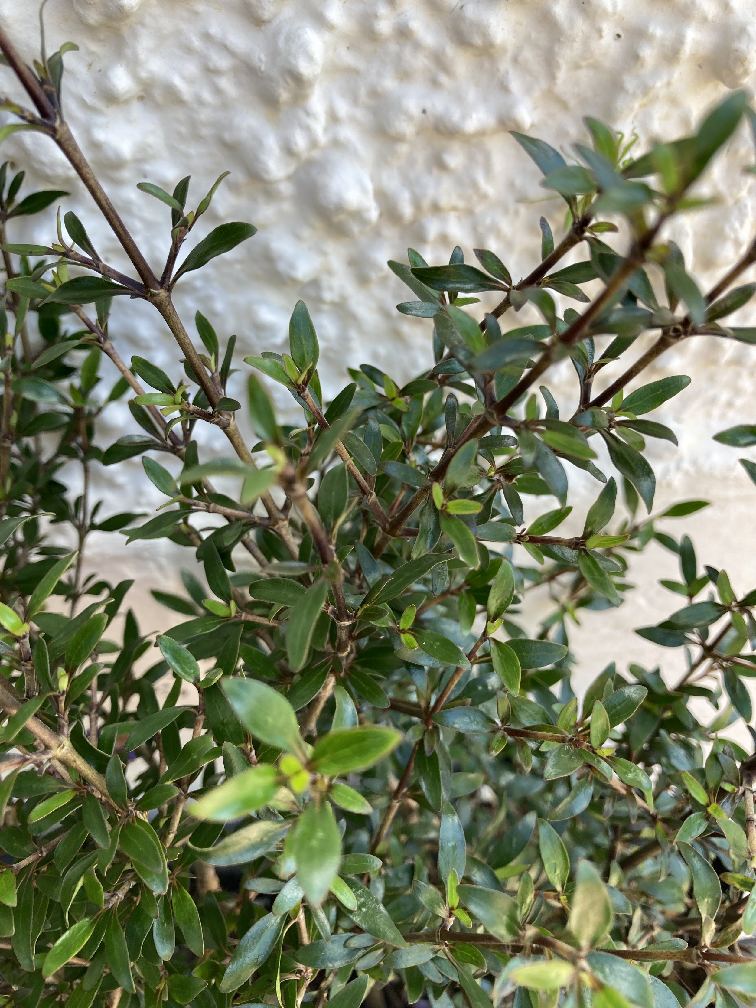 coprosma — FabFlora