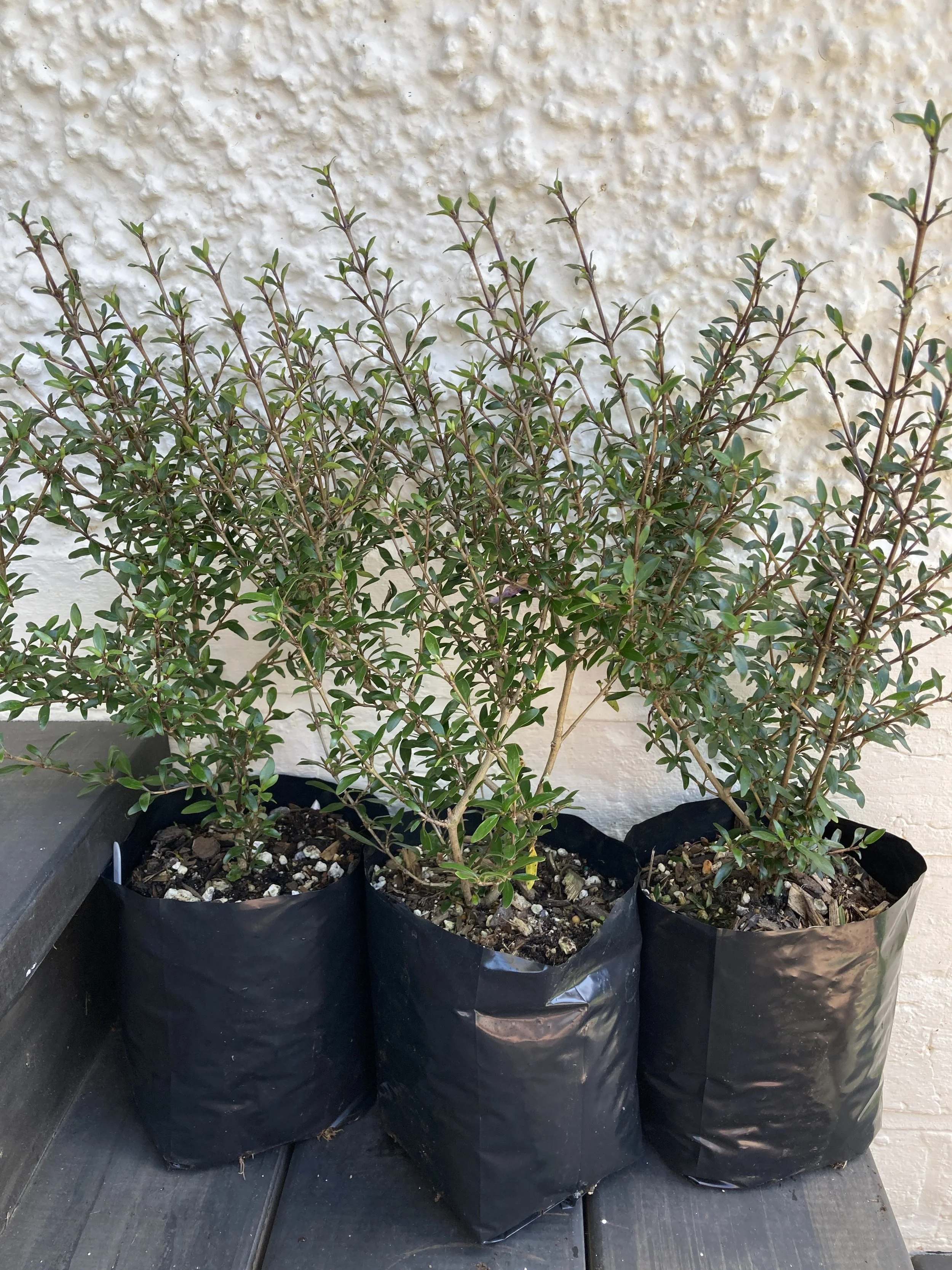 coprosma — FabFlora