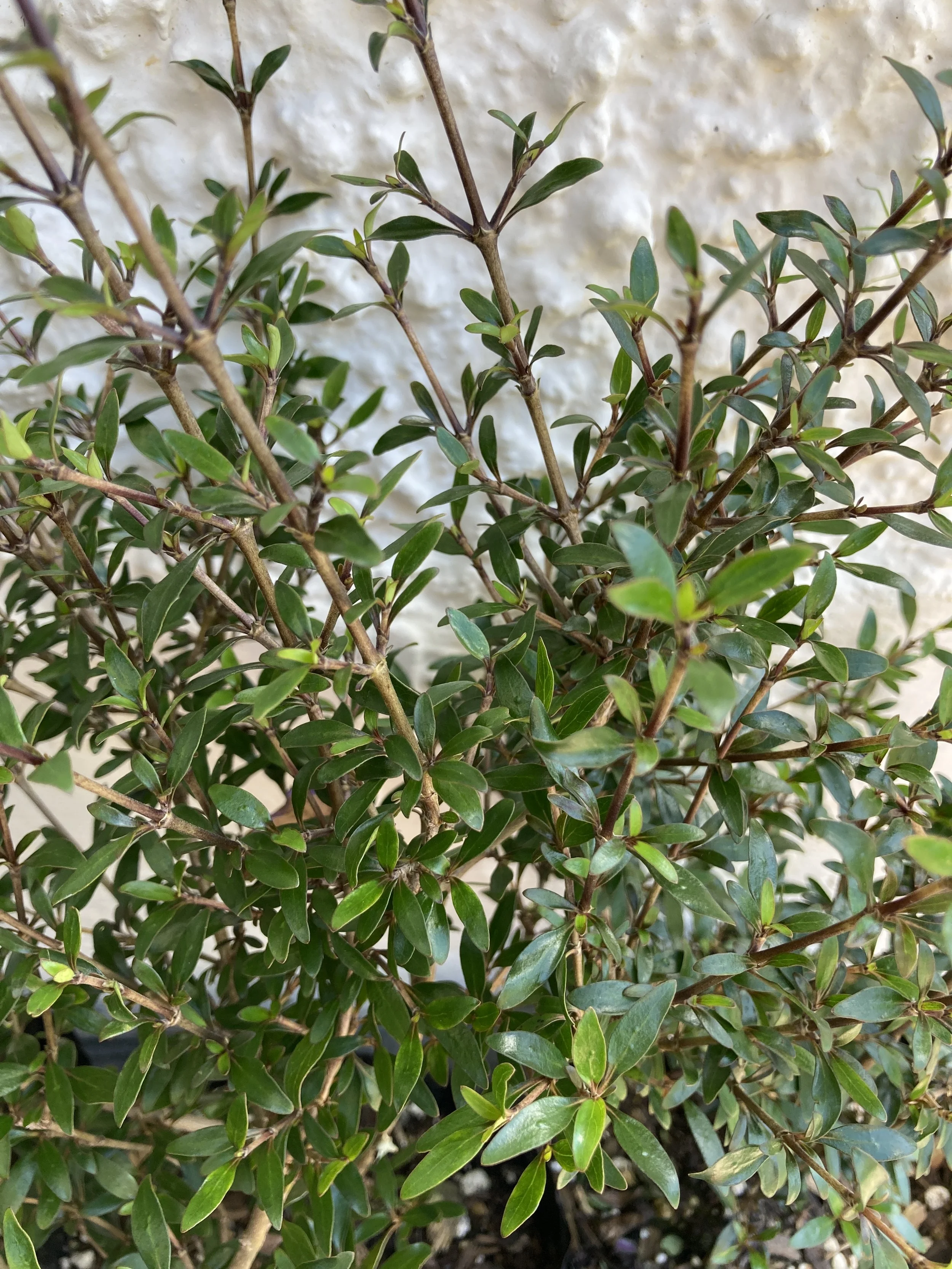 coprosma — FabFlora