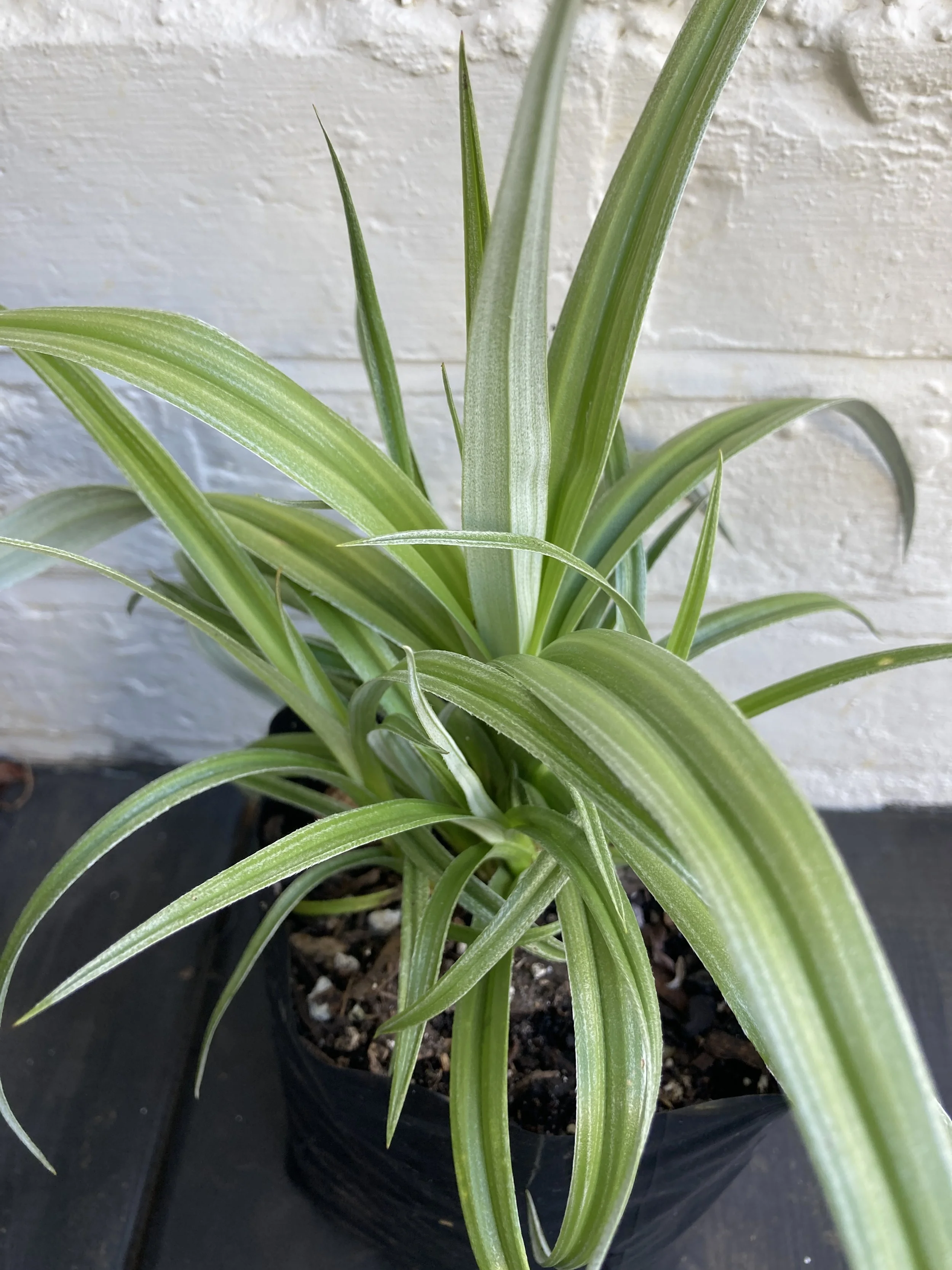 astelia silver spear — FabFlora