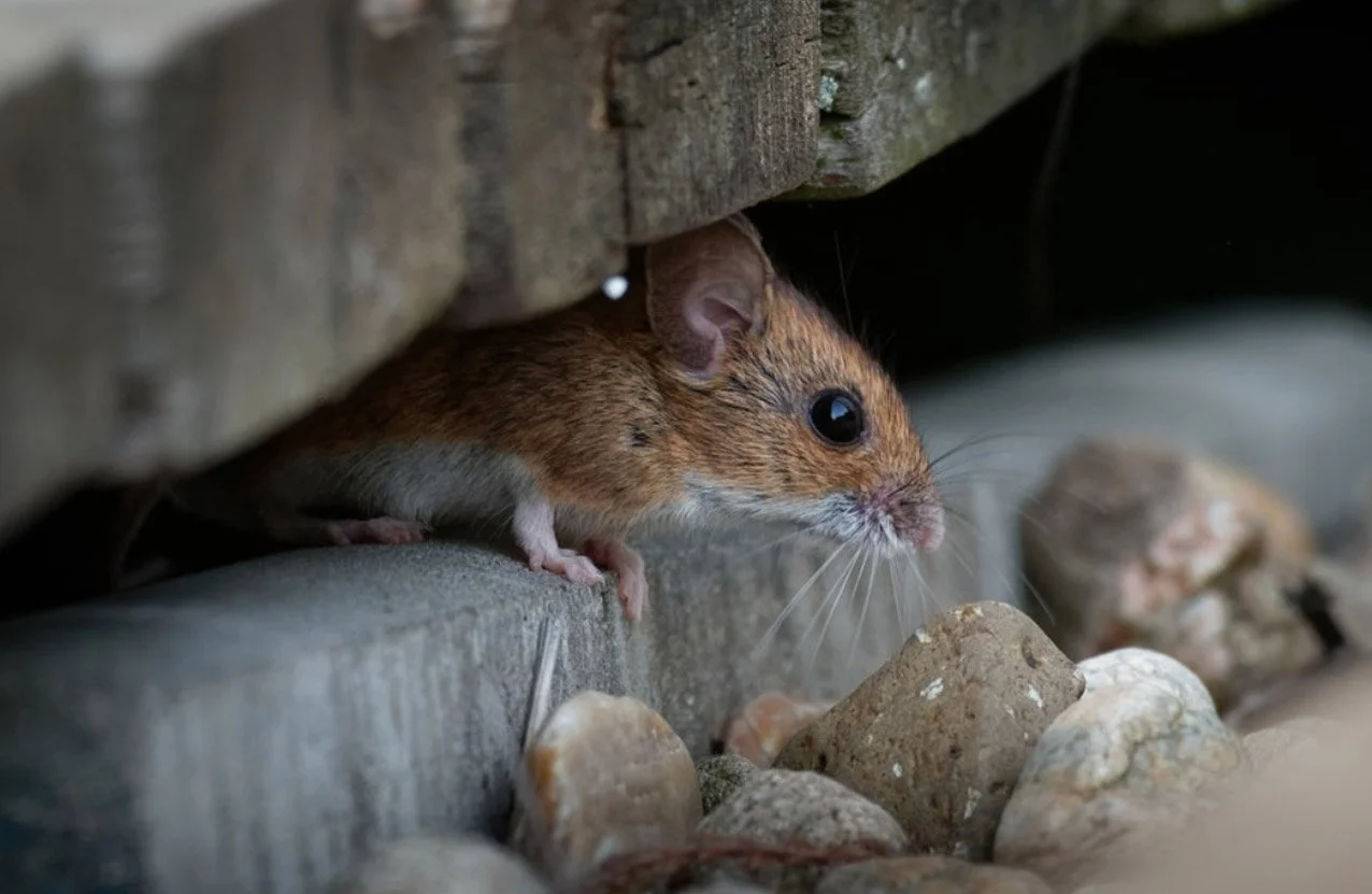 Preventing Animals from Living Under Your Storage Shed — Big Steel Sheds