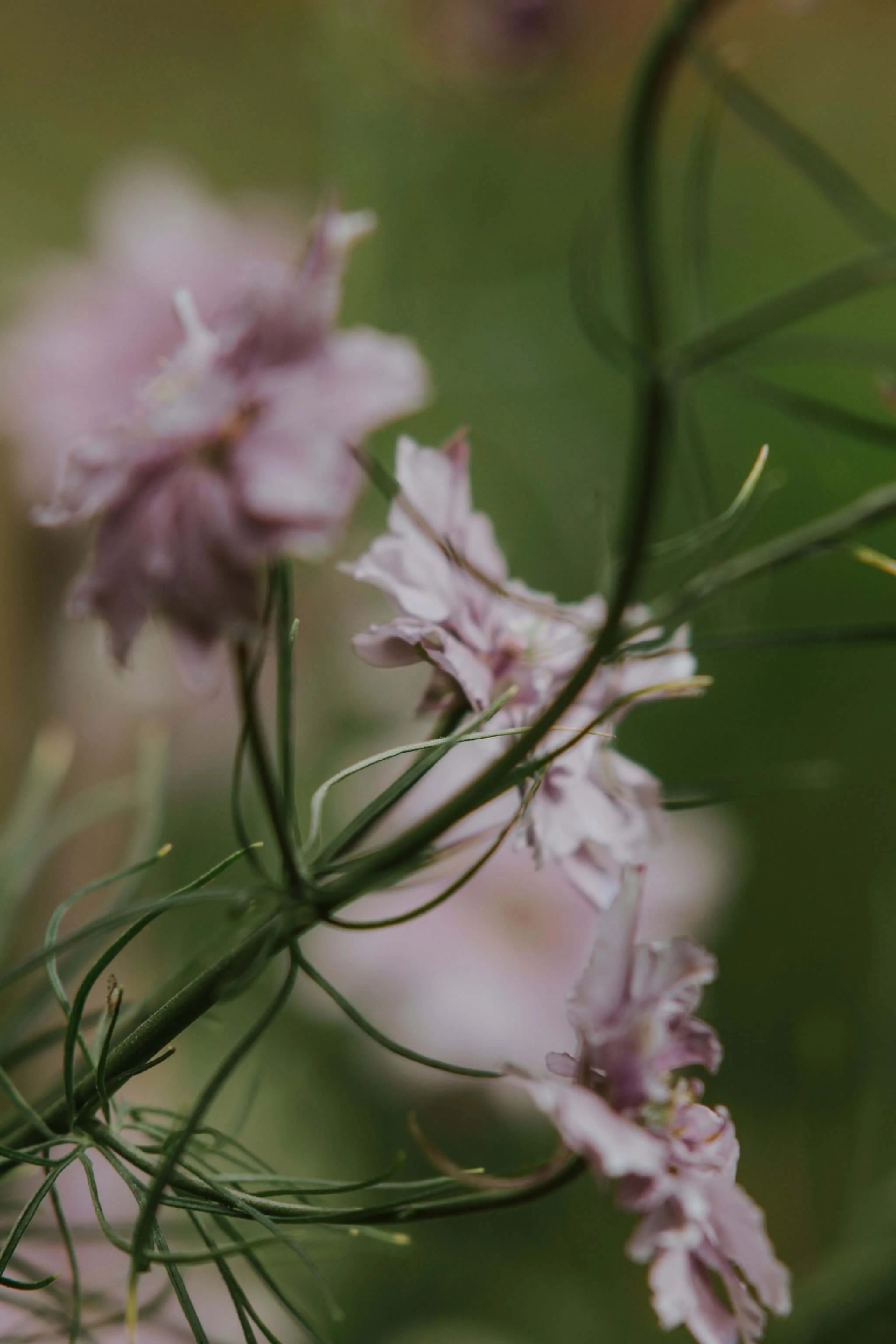 RHS Hampton Court Palace — Kate Cullen Coaching & Photography