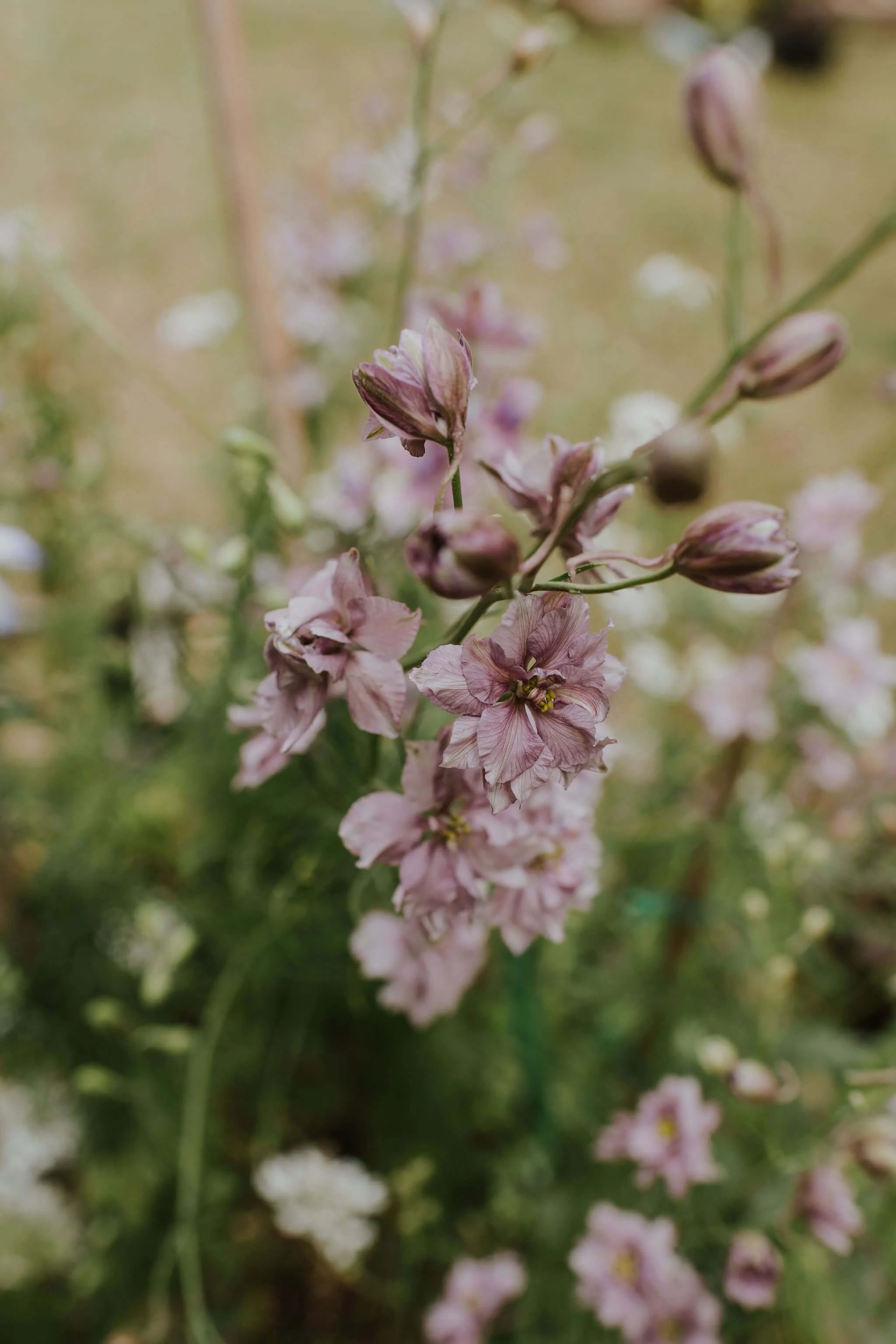 RHS Hampton Court Palace — Kate Cullen Coaching & Photography