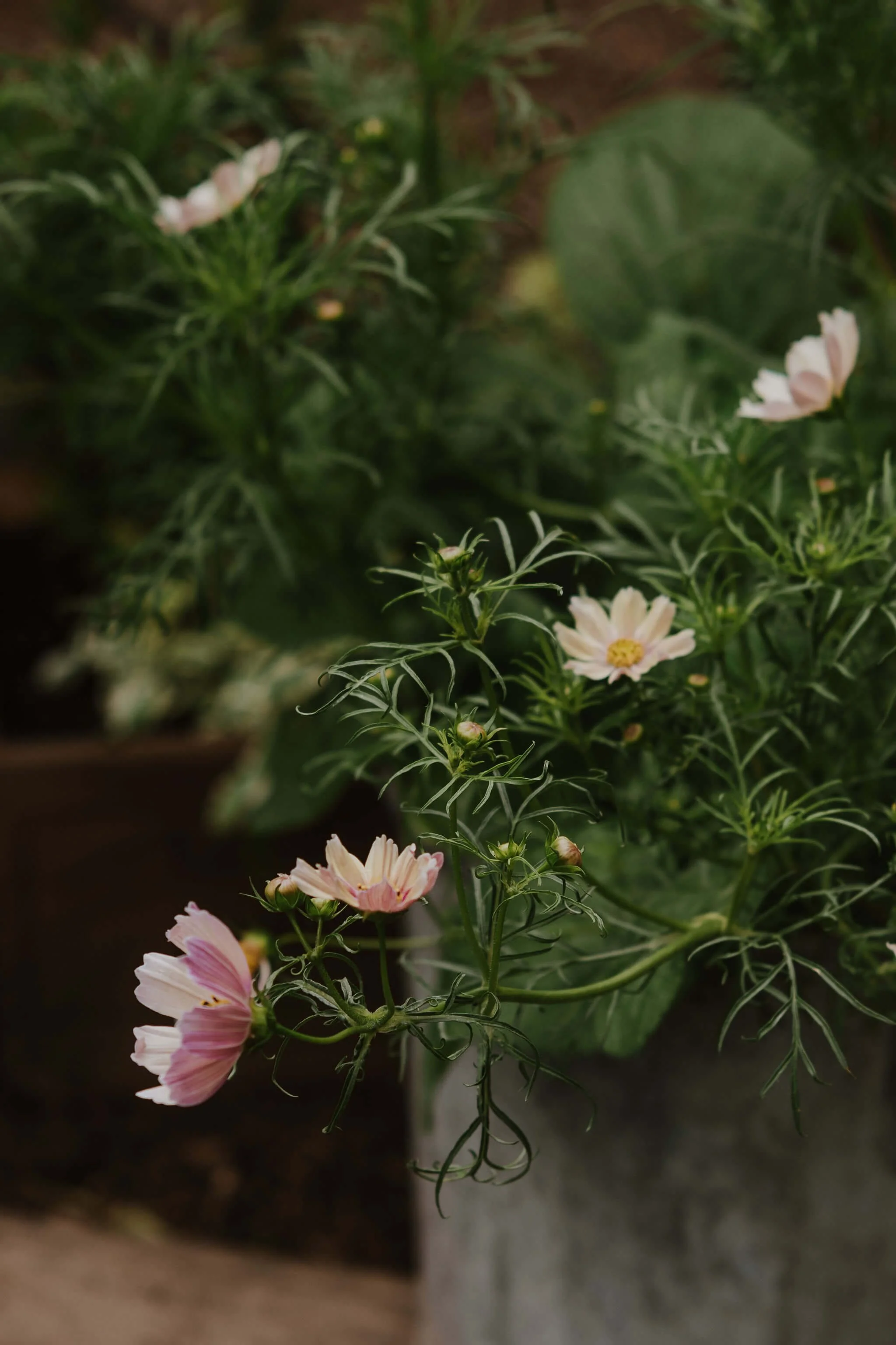 RHS Hampton Court Palace — Kate Cullen Coaching & Photography