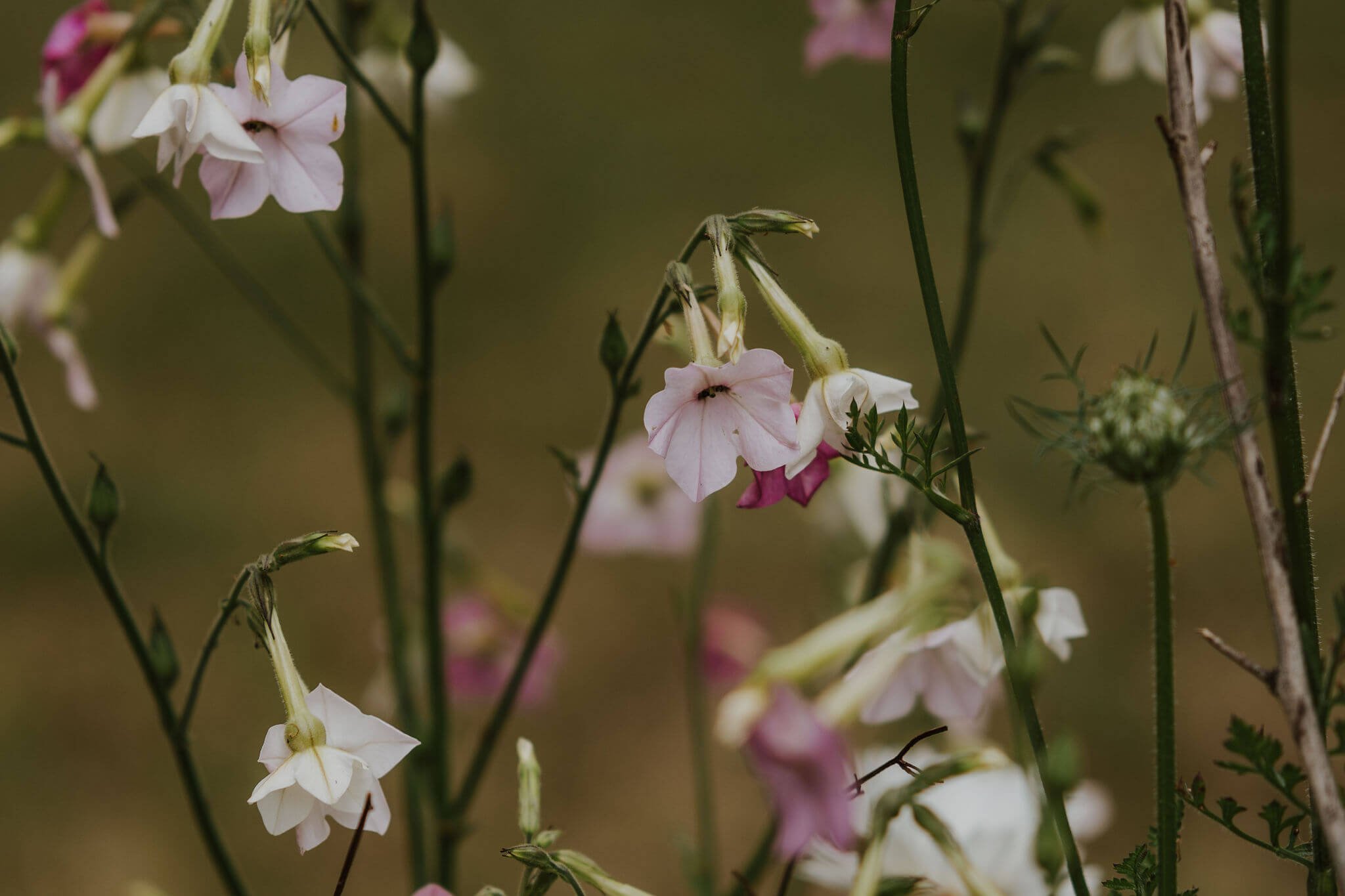 RHS Hampton Court Palace — Kate Cullen Coaching & Photography