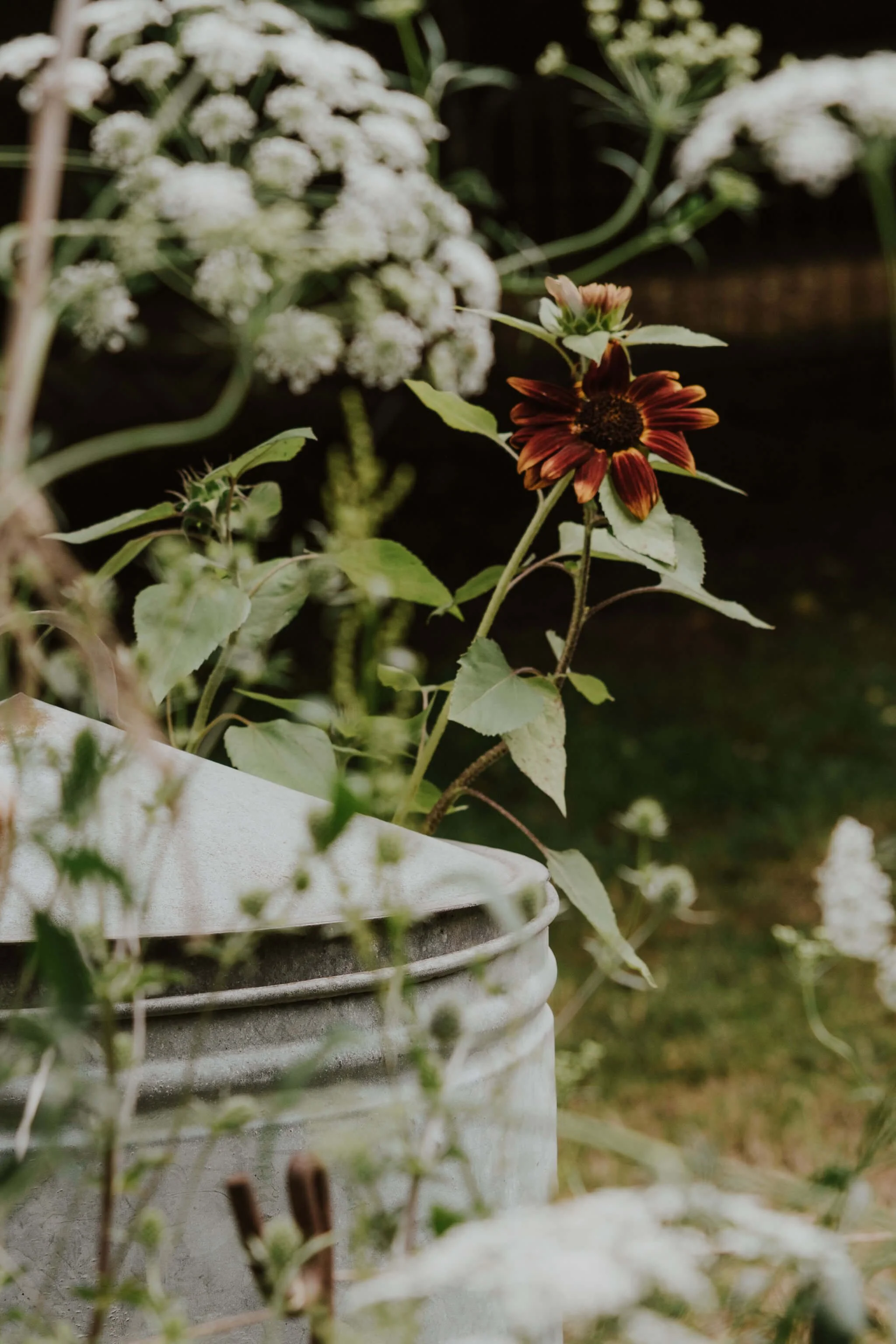 RHS Hampton Court Palace — Kate Cullen Coaching & Photography