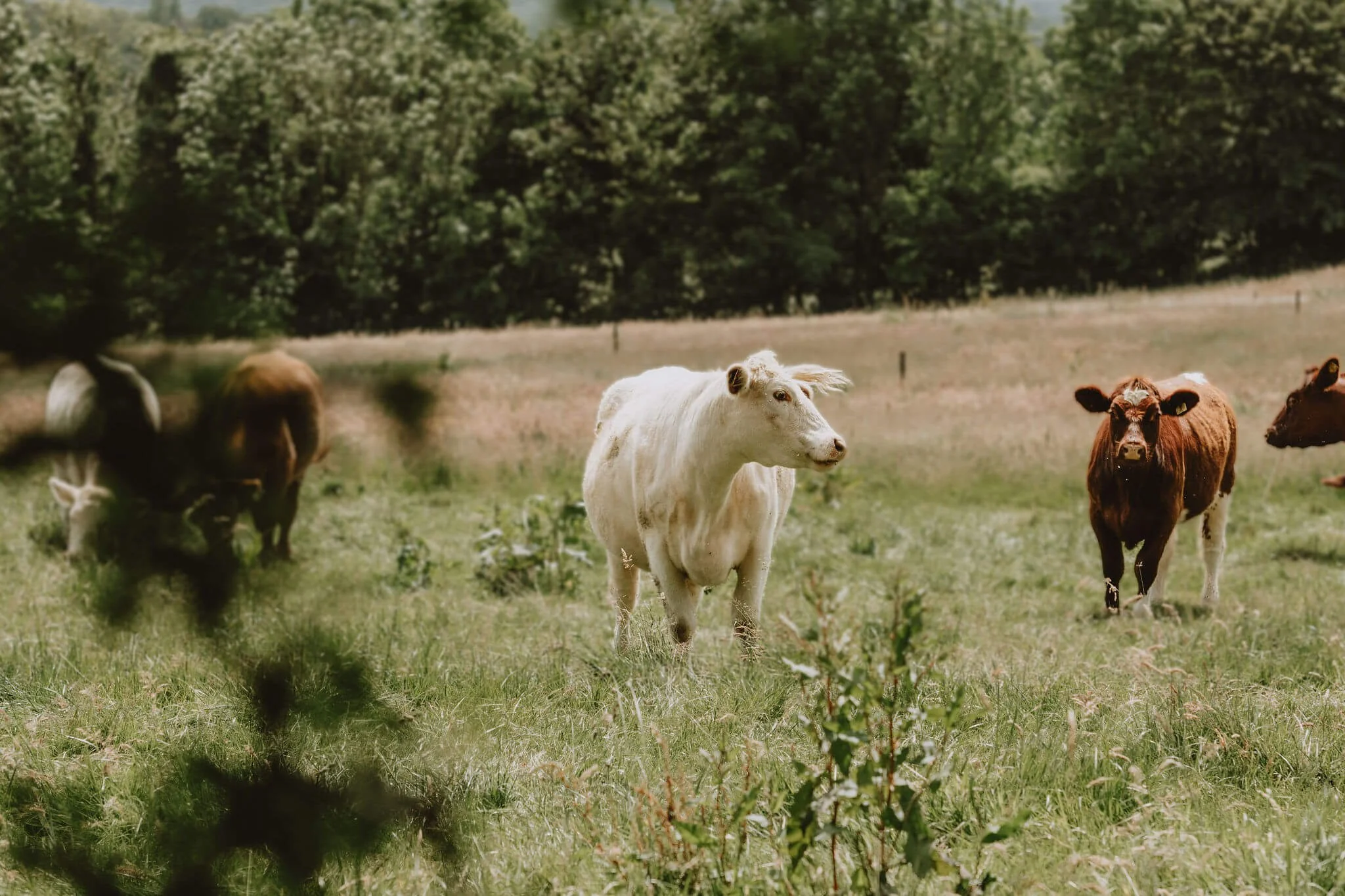 Gambledown Farm — Kate Cullen Coaching & Photography
