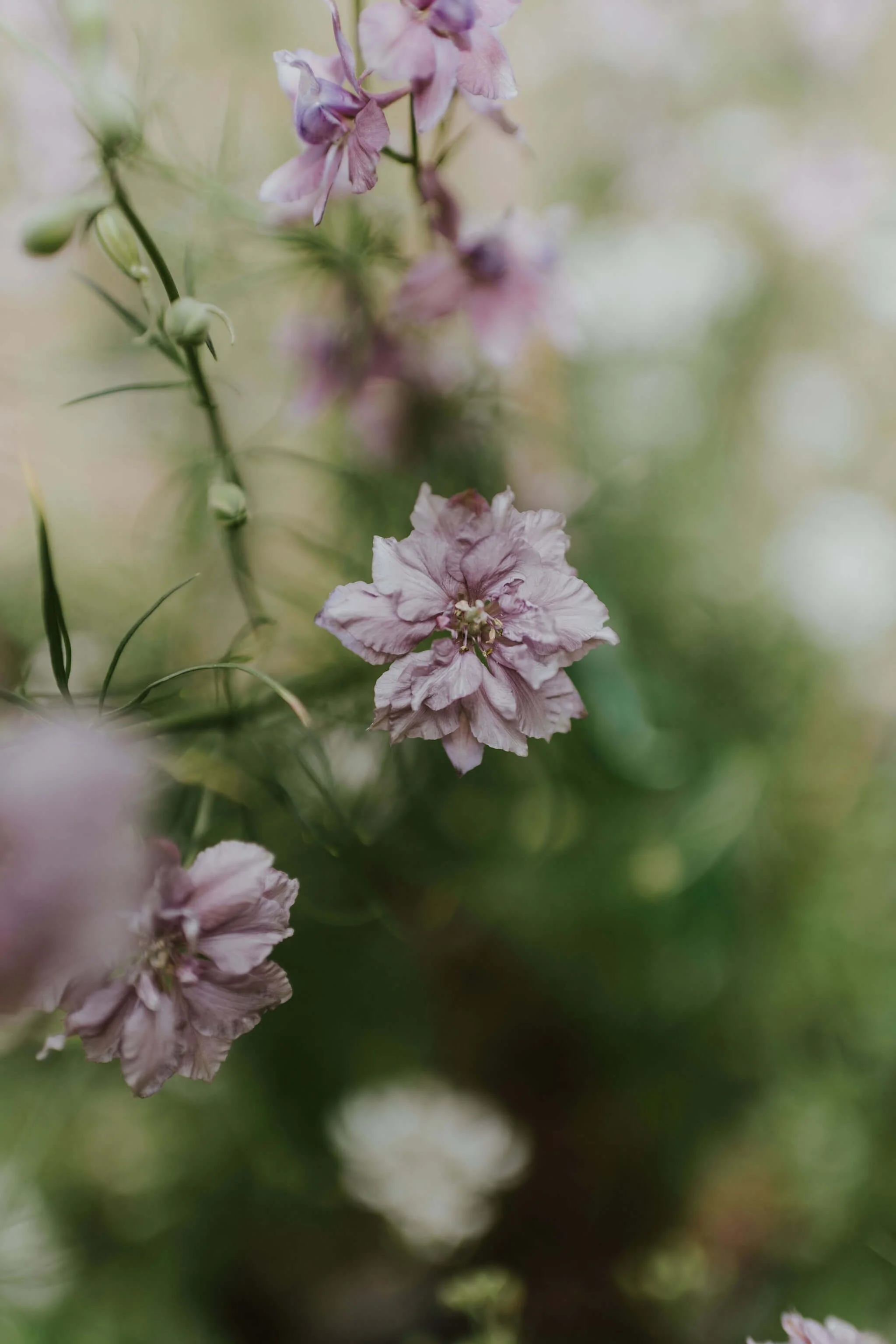 RHS Hampton Court Palace — Kate Cullen Coaching & Photography