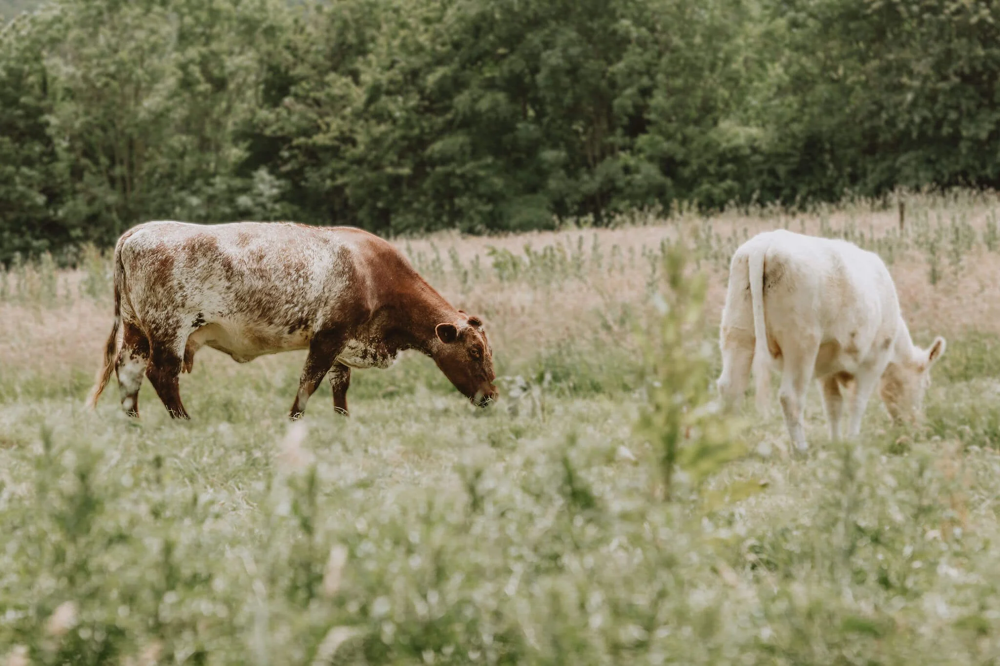 Gambledown Farm — Kate Cullen Coaching & Photography