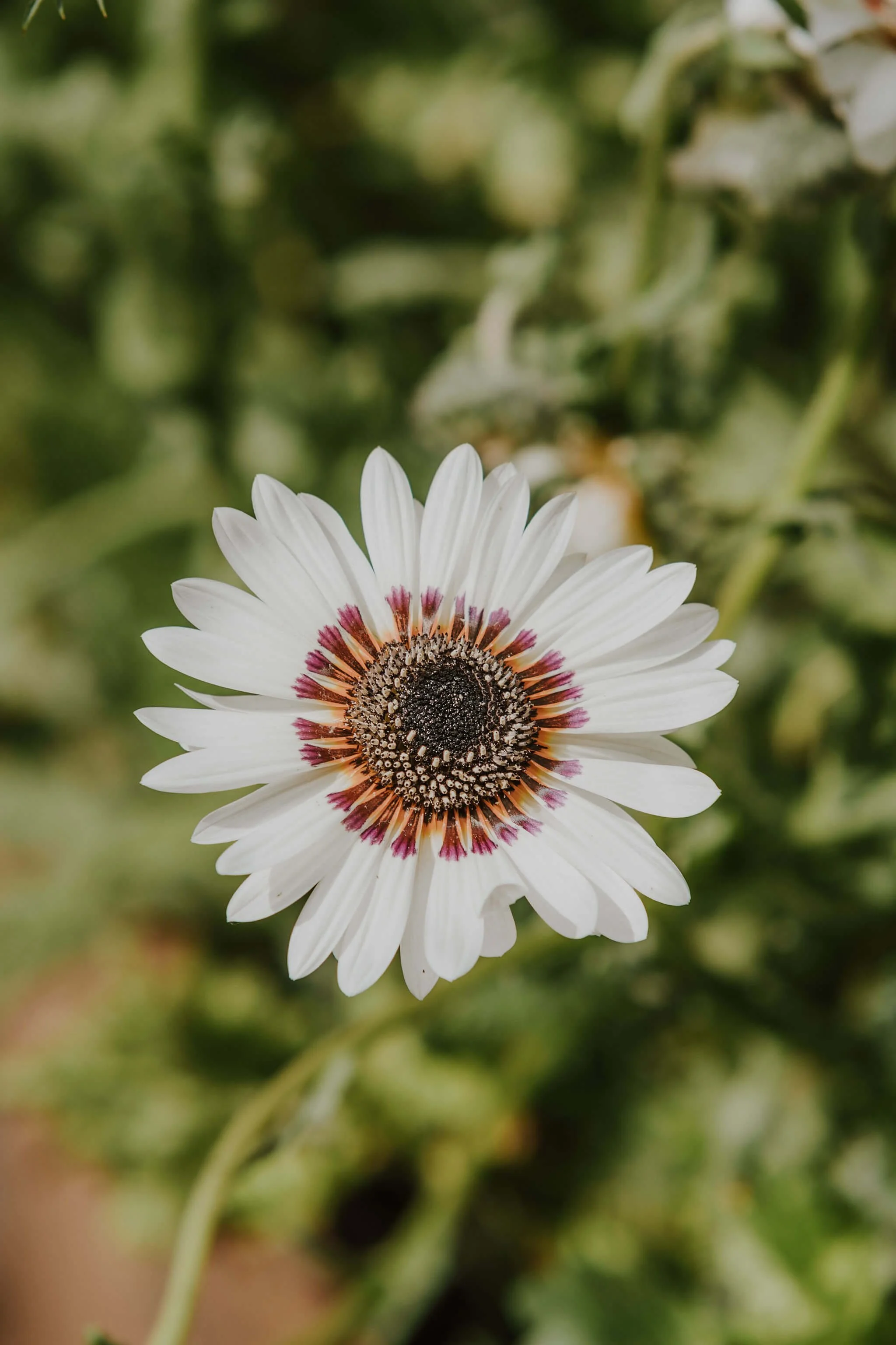 RHS Hampton Court Palace — Kate Cullen Coaching & Photography