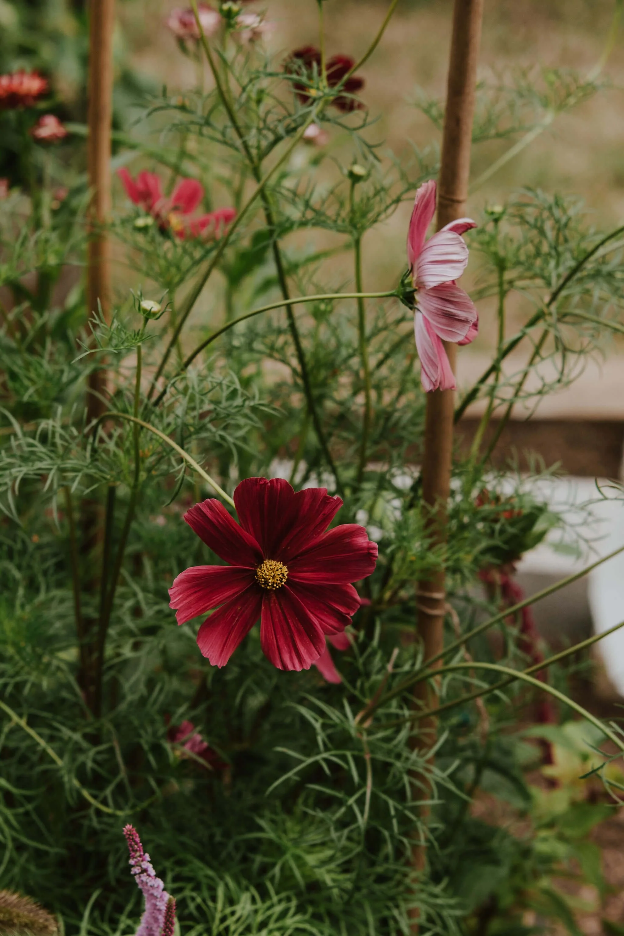 RHS Hampton Court Palace — Kate Cullen Coaching & Photography
