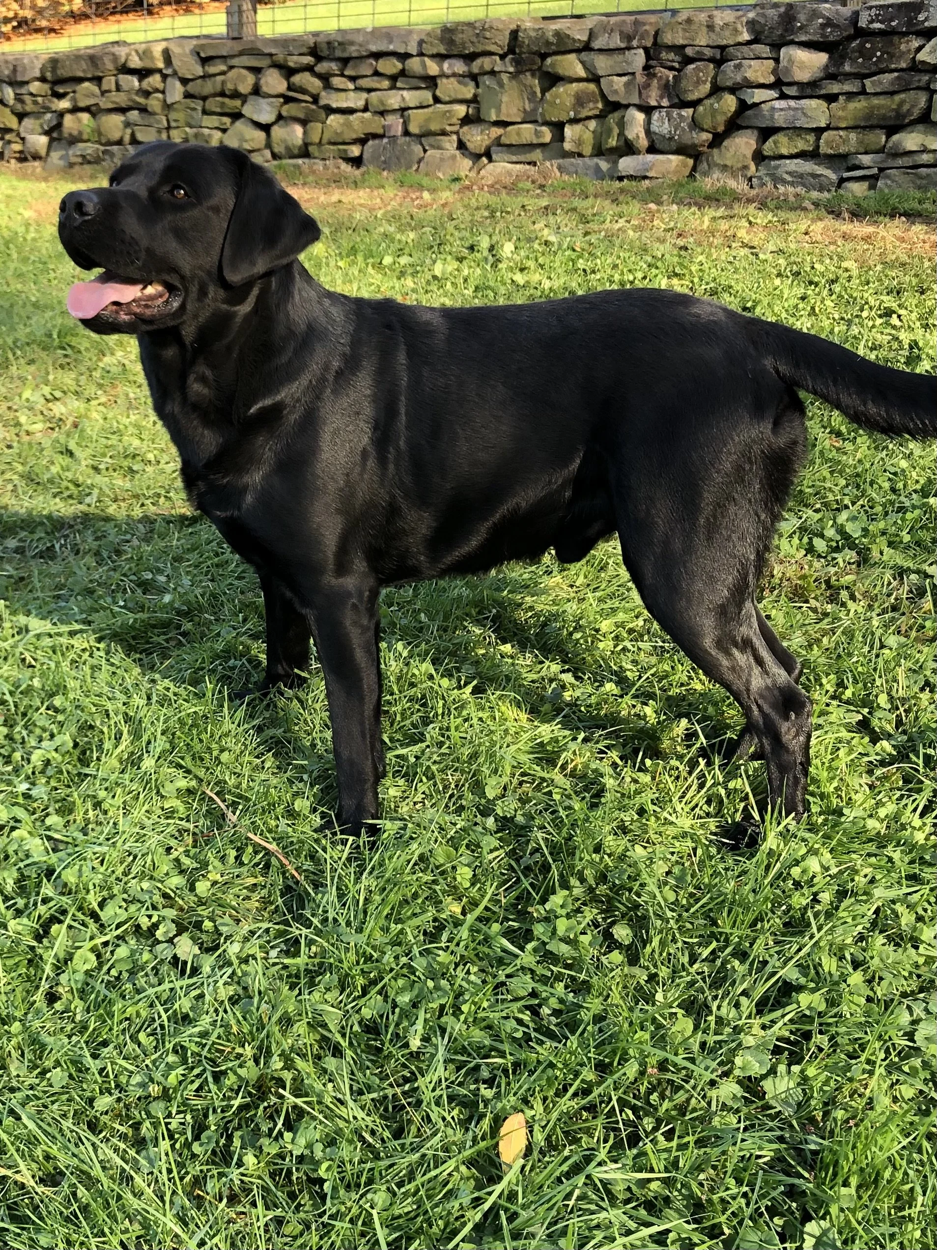 Our Boys — Hillside Labradors of CT