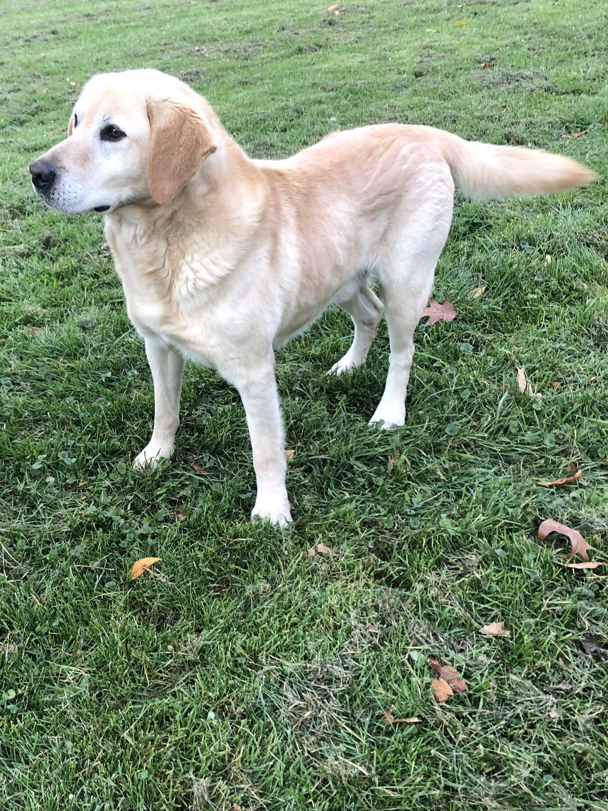 Our Boys — Hillside Labradors of CT