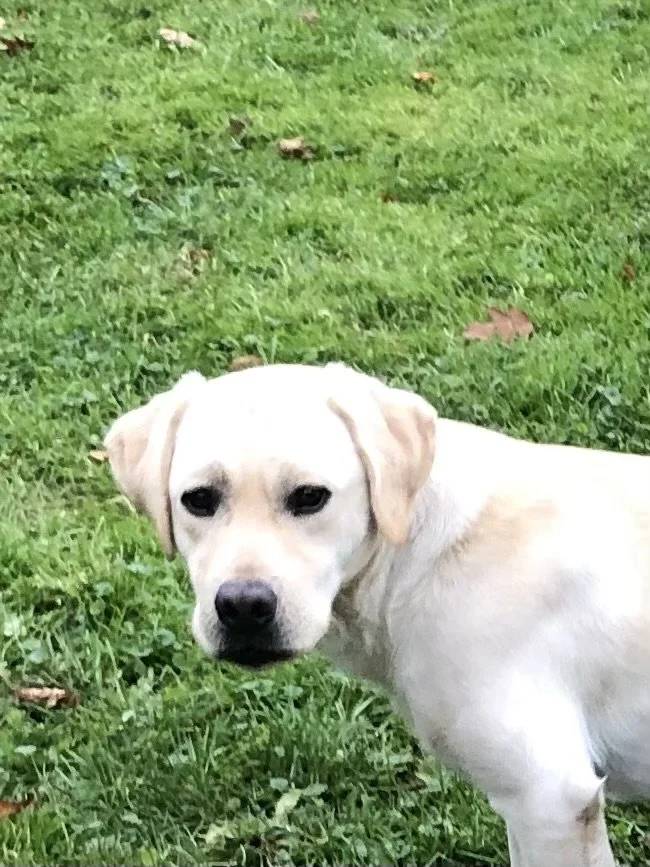 Our Boys — Hillside Labradors of CT
