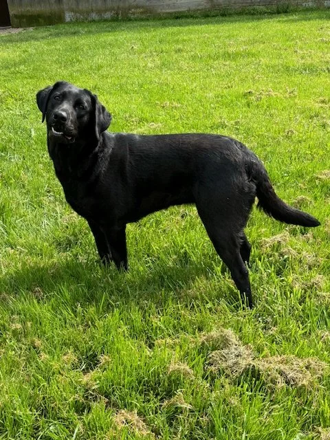 Our Girls — Hillside Labradors of CT