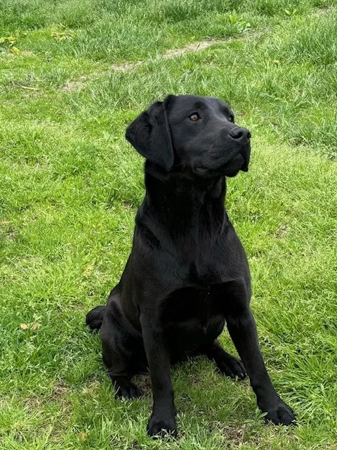 Our Girls — Hillside Labradors of CT