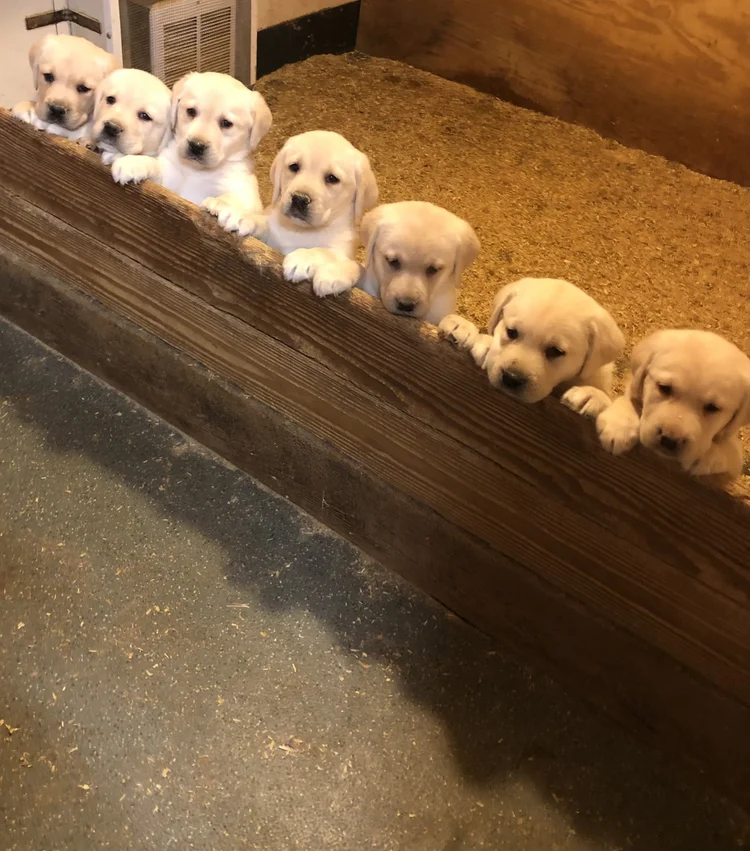 Hillside Labradors of CT