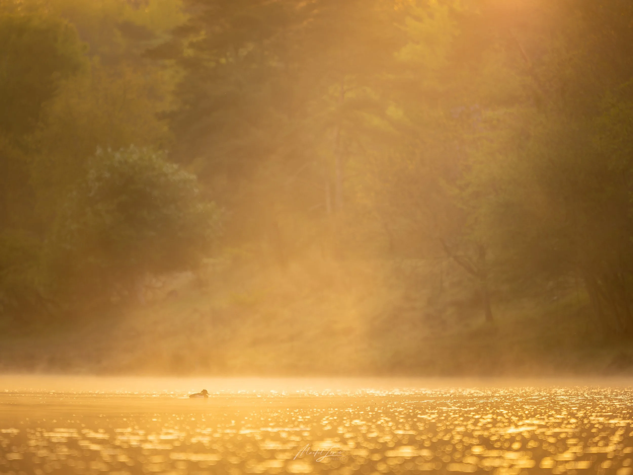 review Olympus/OM-system M.Zuiko Digital ED 150-400mm f/4.5 TC1.25x IS ...