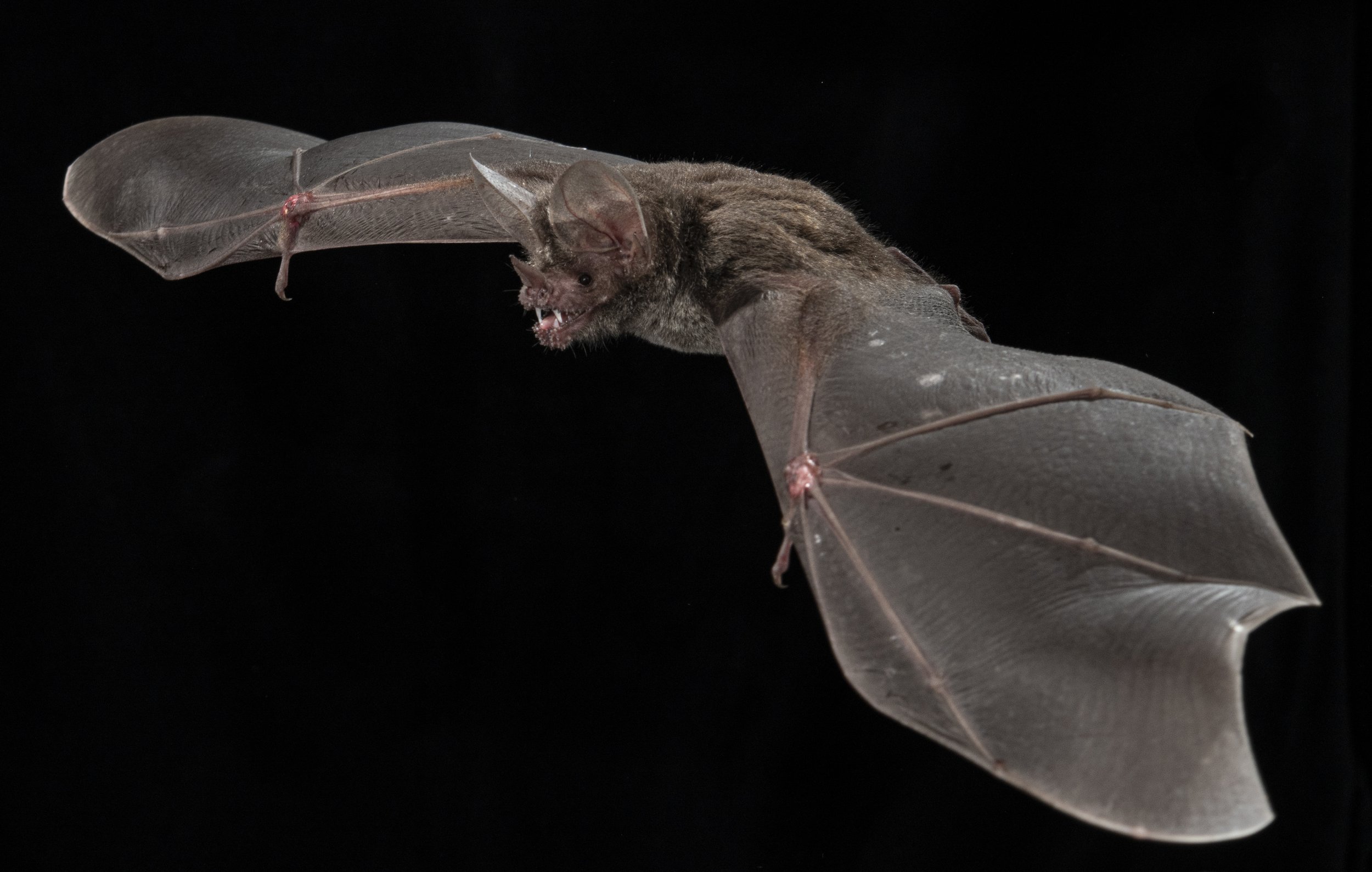 the bats — Hemingway Lab
