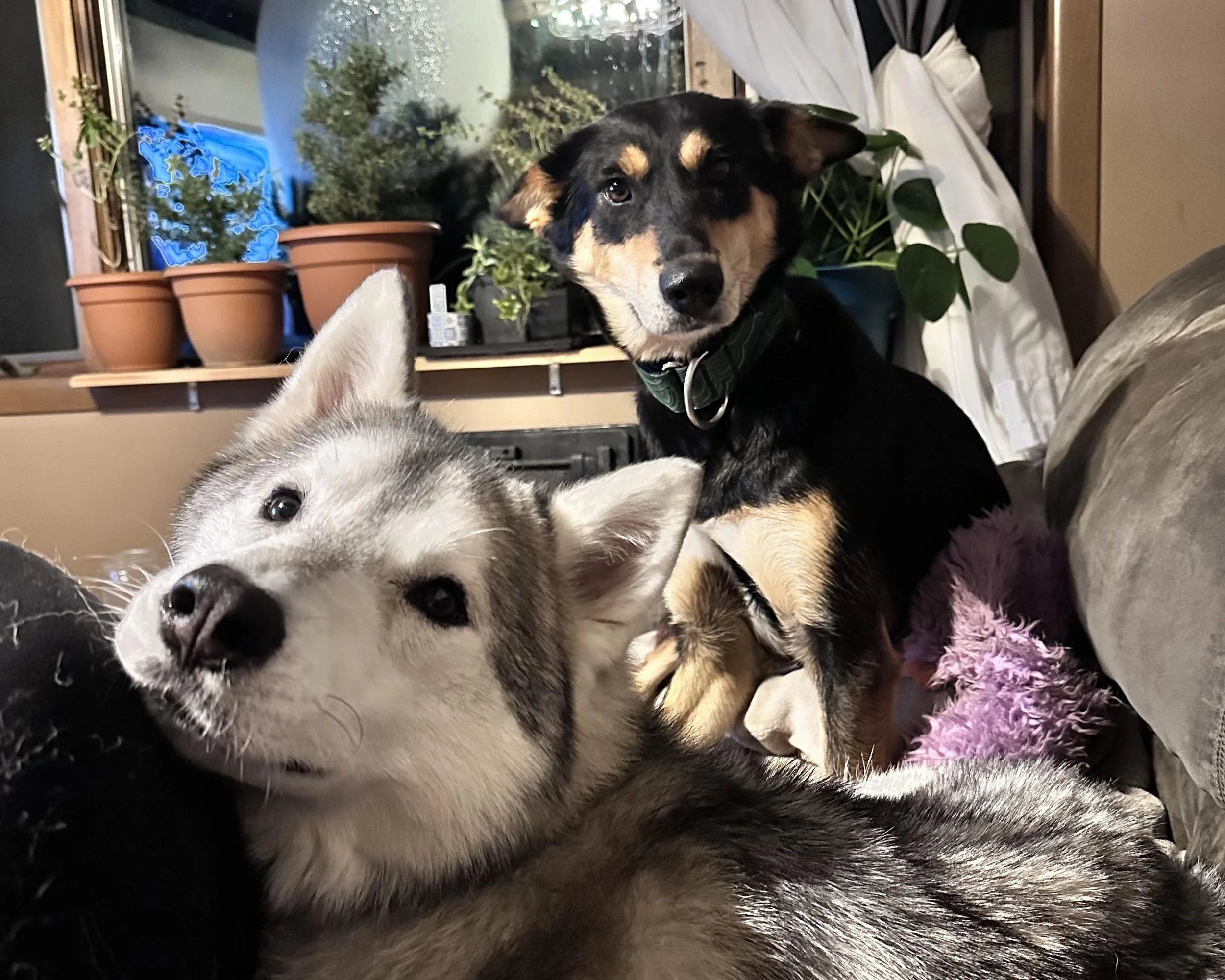 Surviving The Flu Season in a Multi Dog Household — Chasing The Wolves