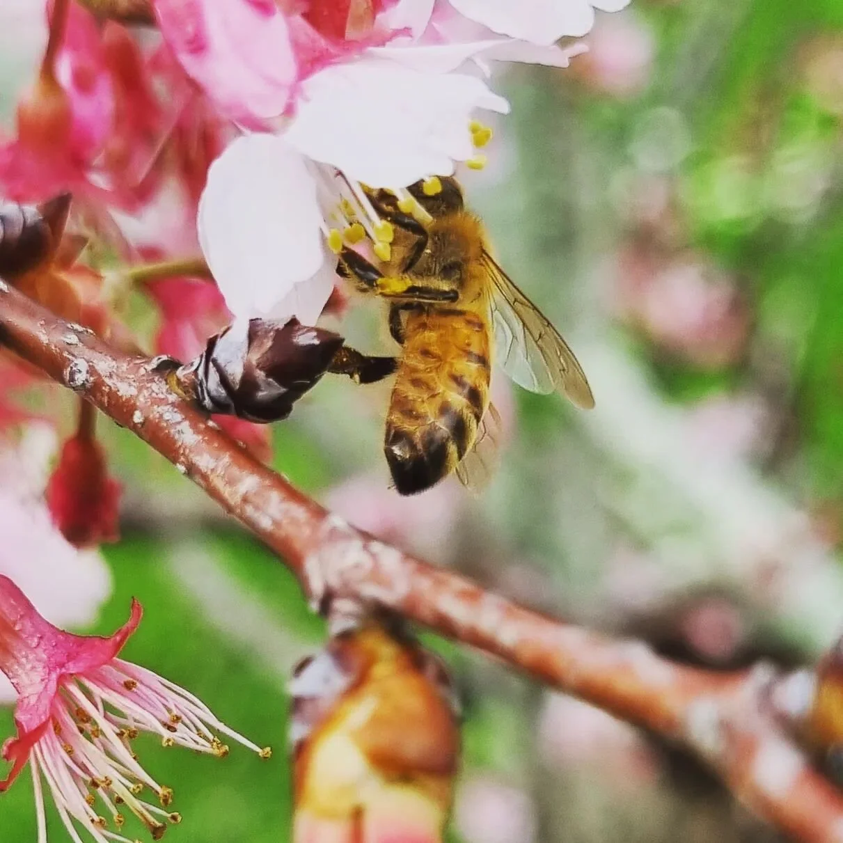 Specialist Dementia Gardens — Grasshopper Gardens