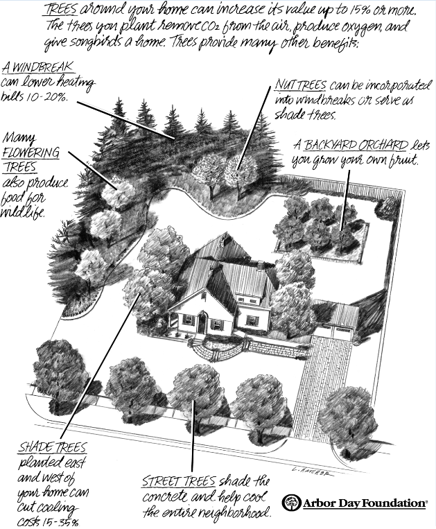 Encyclypedia of Tree Info — ReLeaf Petaluma