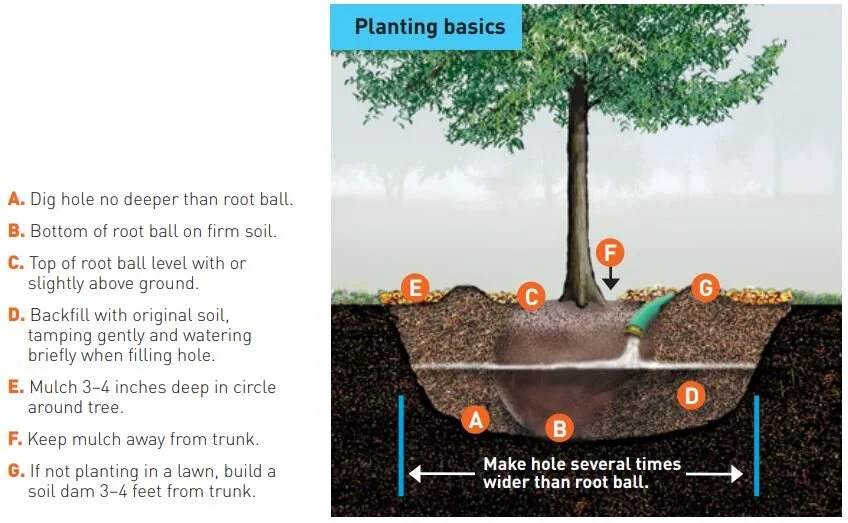 Encyclypedia of Tree Info — ReLeaf Petaluma