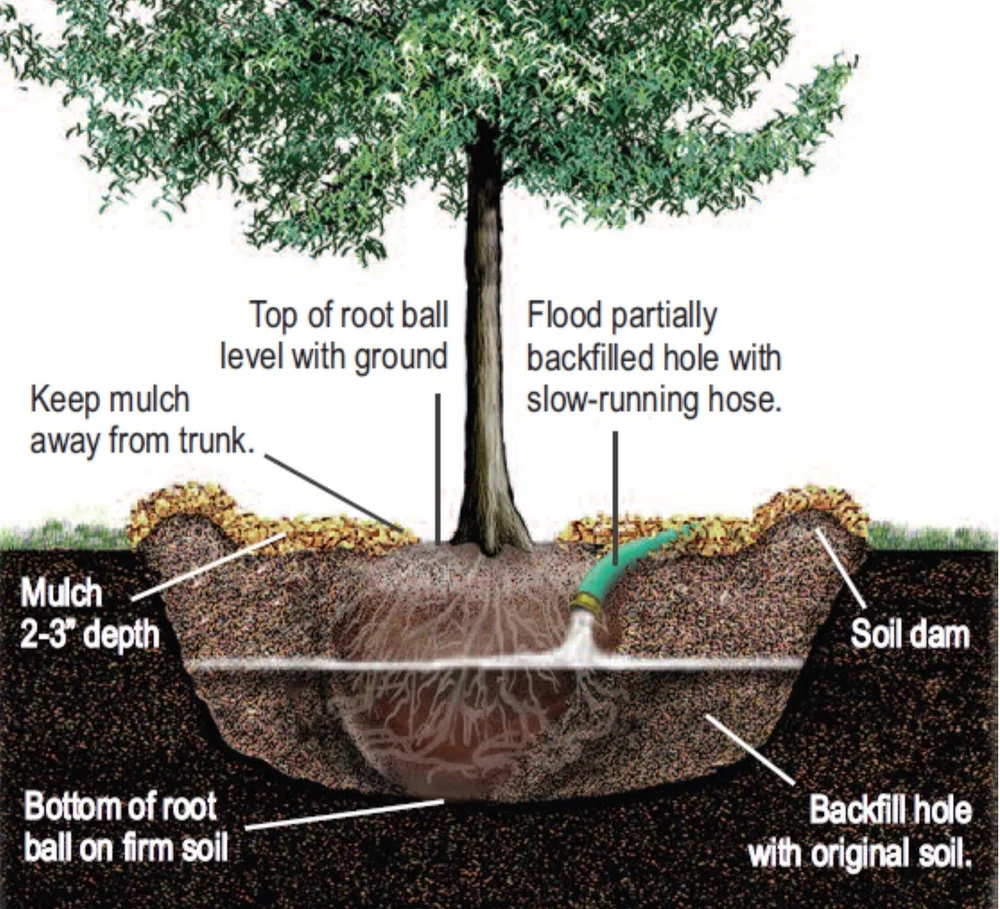 Encyclypedia of Tree Info — ReLeaf Petaluma