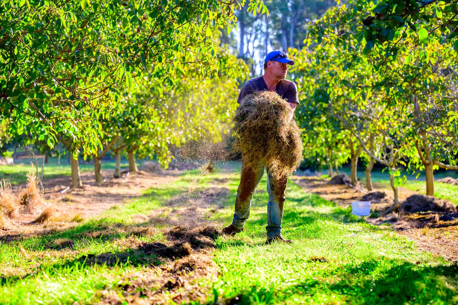 About — Tamar Valley Walnuts