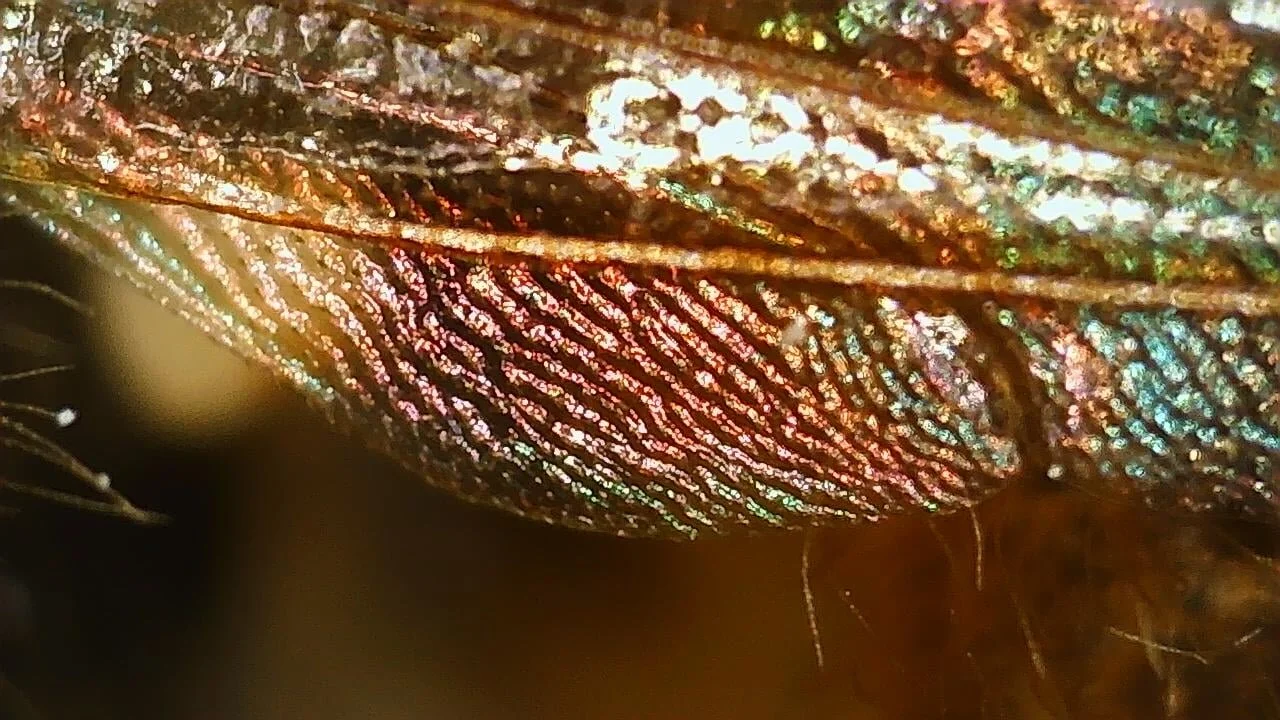 Cool Bee pics, microscopic images — Rutherford Farm Produce & Honey LLC