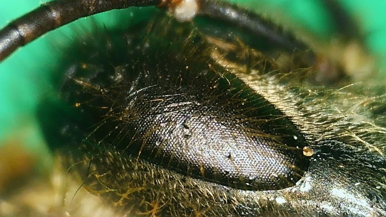 Cool Bee pics, microscopic images — Rutherford Farm Produce & Honey LLC