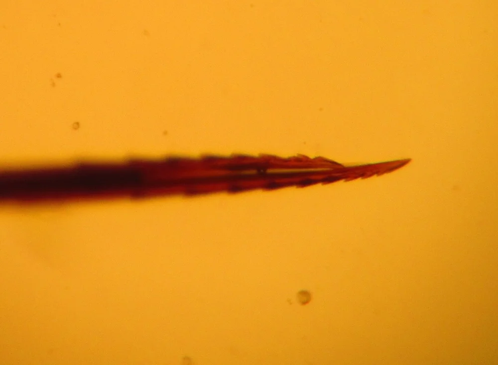 Cool Bee pics, microscopic images — Rutherford Farm Produce & Honey LLC