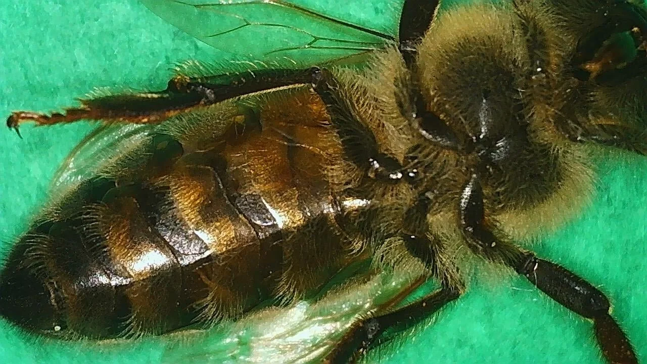 Cool Bee pics, microscopic images — Rutherford Farm Produce & Honey LLC