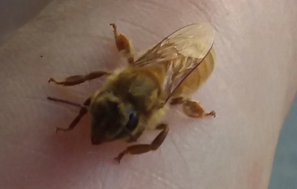 Introduction to our Bees — Rutherford Farm Produce & Honey LLC