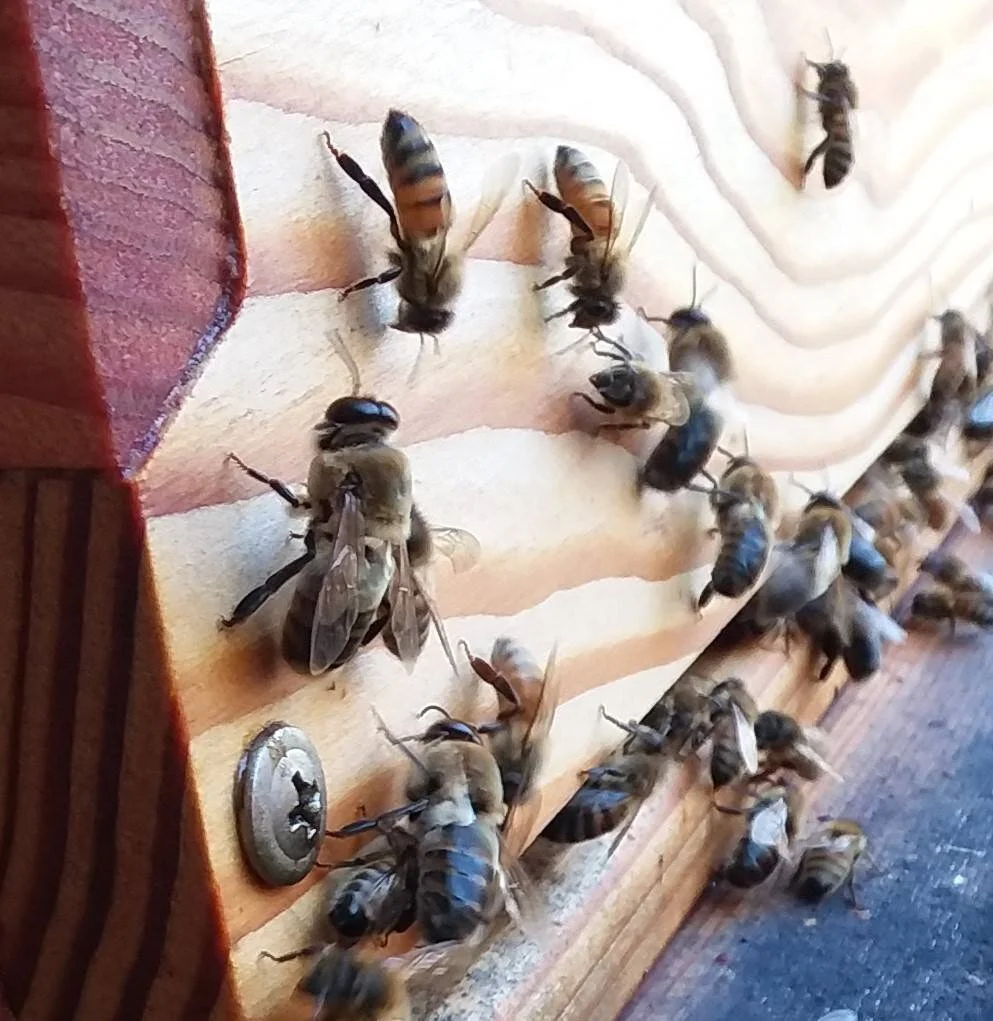 Introduction to our Bees — Rutherford Farm Produce & Honey LLC