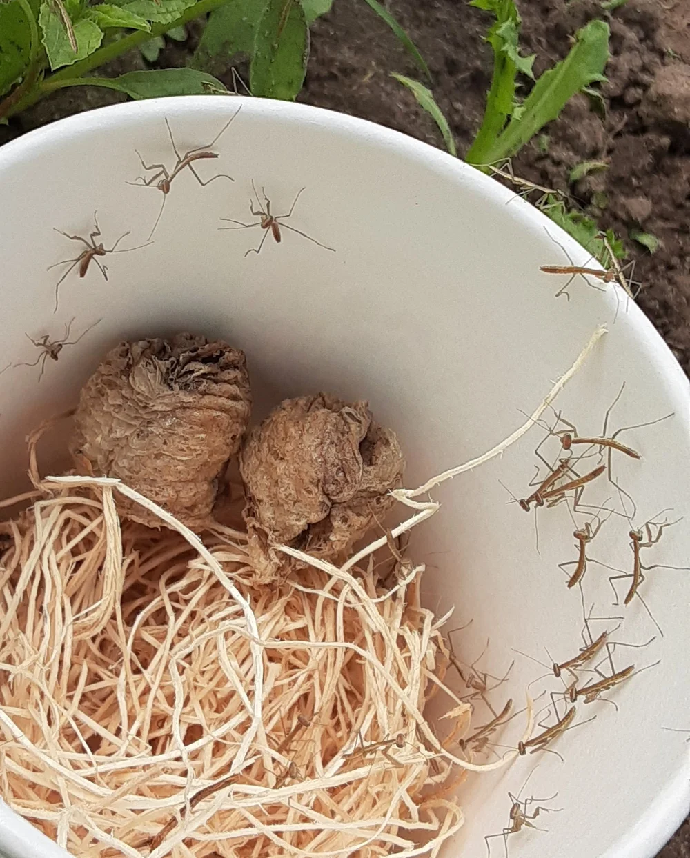 Our natural pest management — Rutherford Farm Produce & Honey LLC