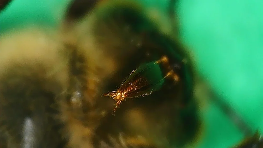 Cool Bee pics, microscopic images — Rutherford Farm Produce & Honey LLC